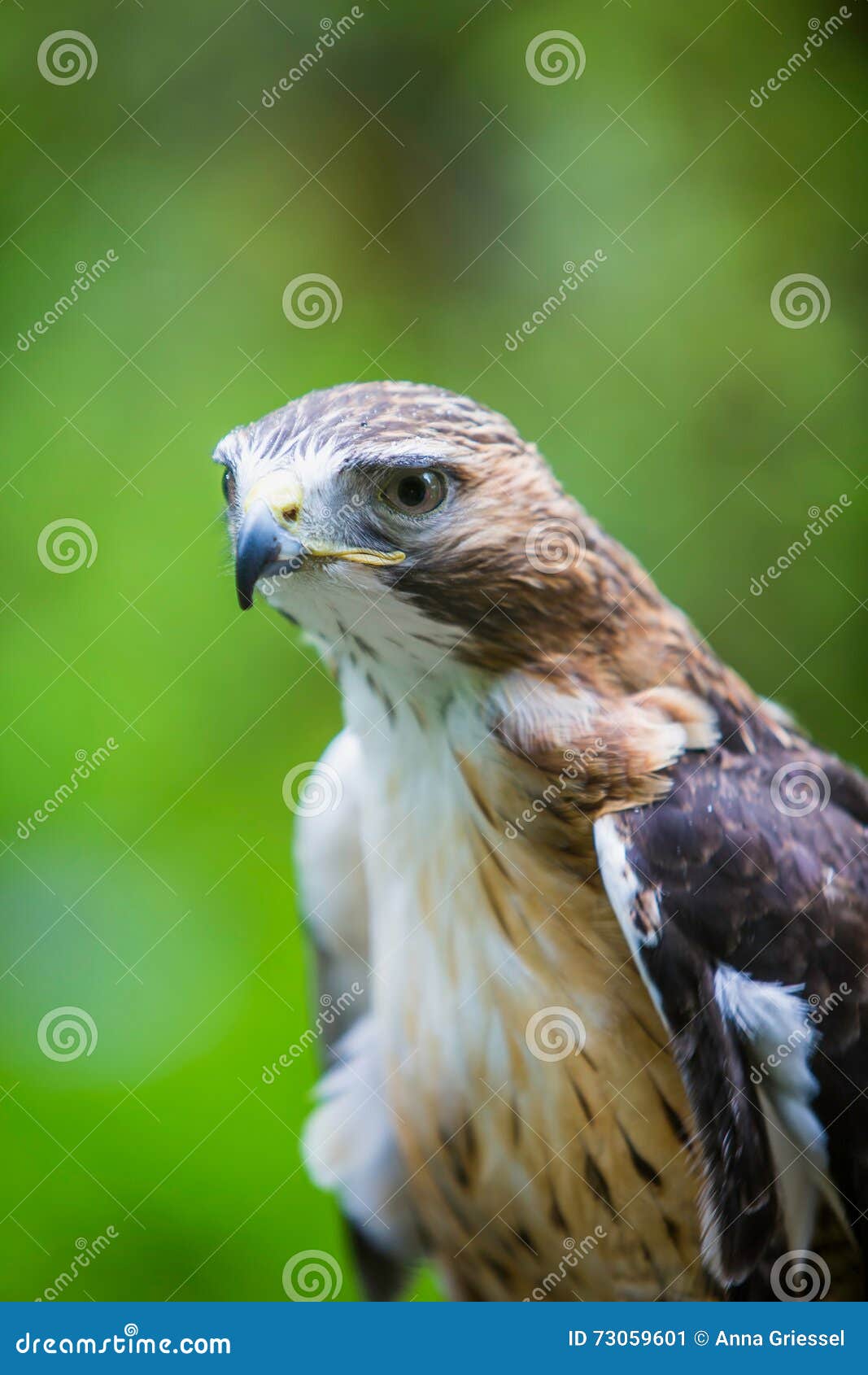 Red Tailed Hawk Close Up stock image. Image of beak, perched - 73059601