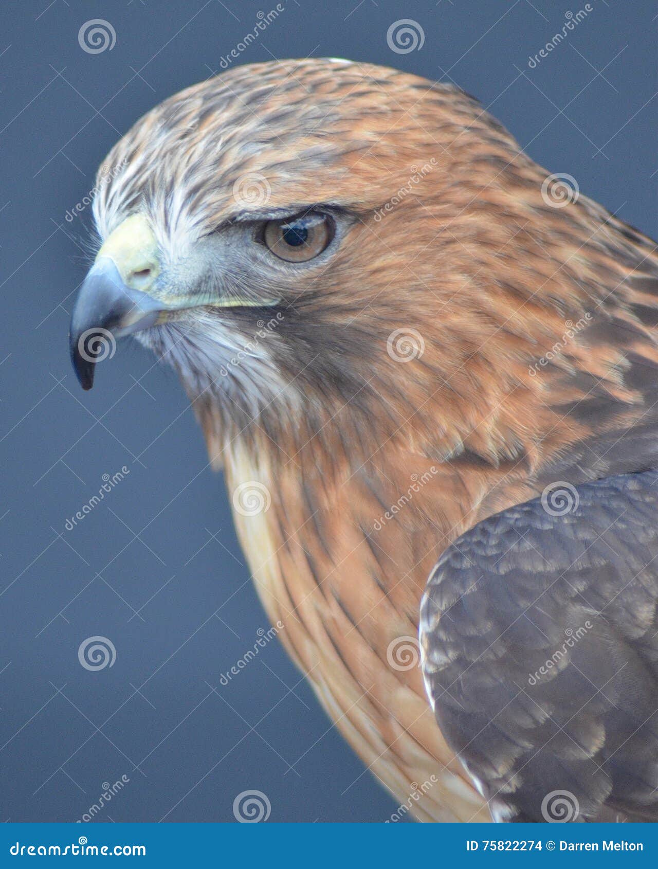 Red-tailed Hawk close-up stock photo. Image of wildlife - 75822274
