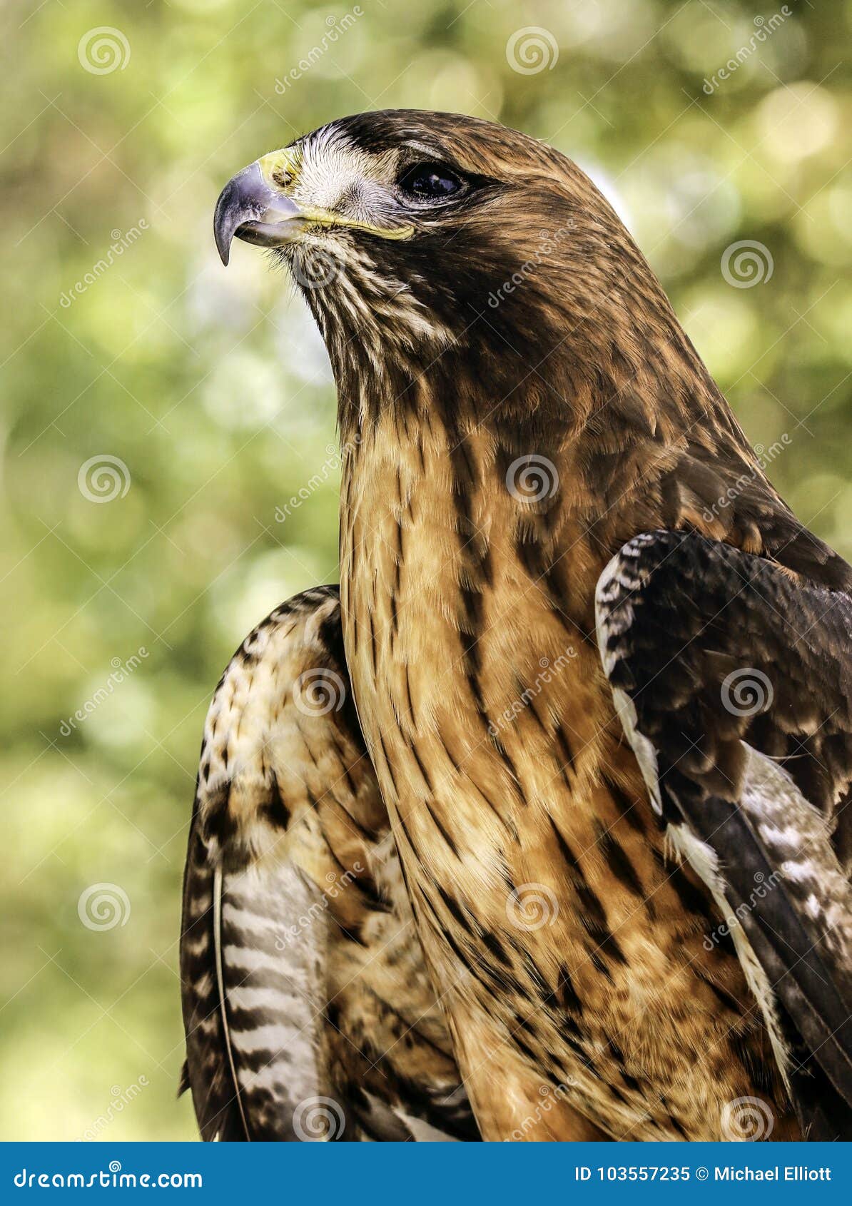 Red Tail Hawk stock image. Image of nature, hawk, diurnal - 103557235