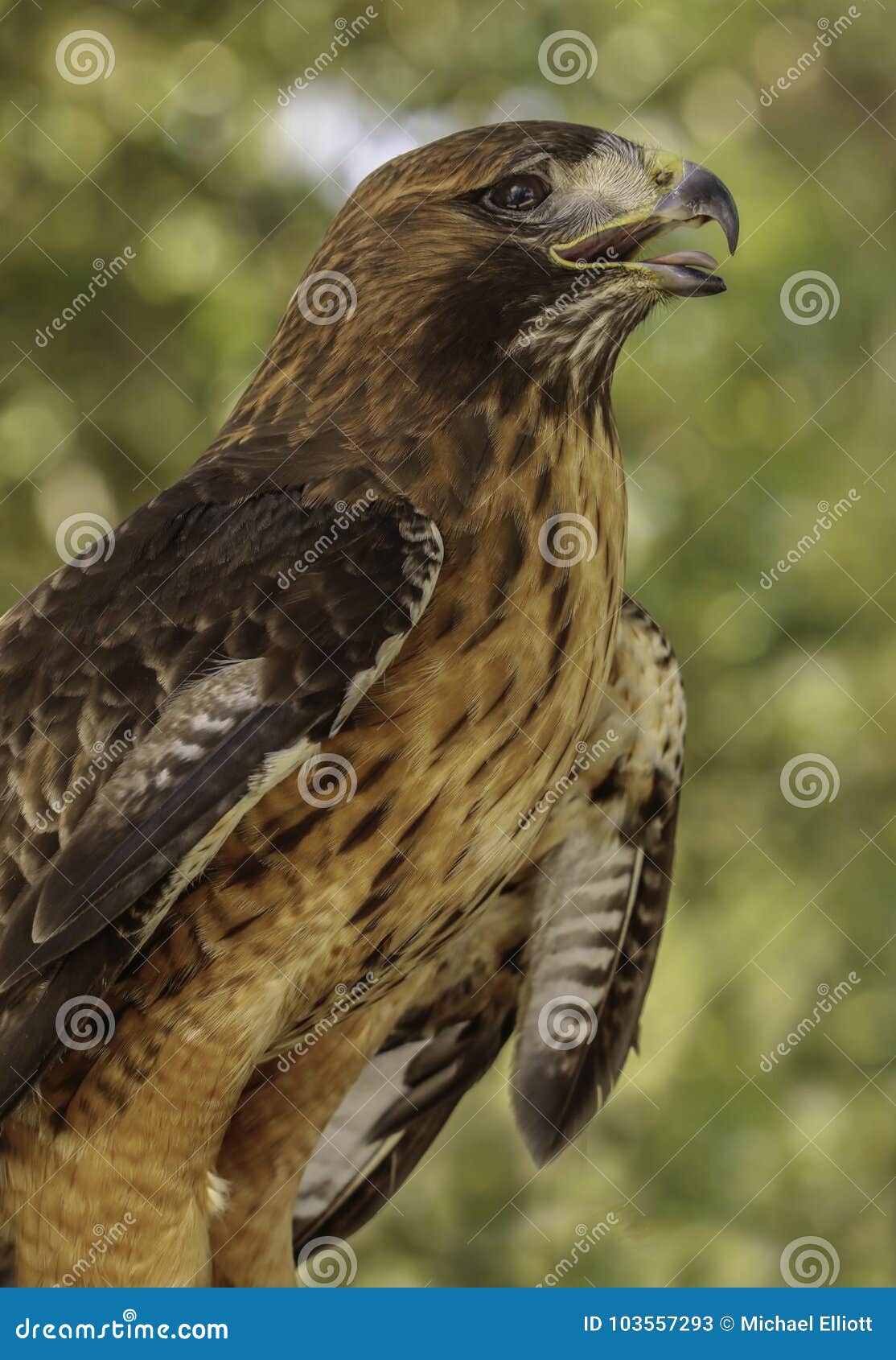 Red Tail Hawk stock image. Image of feathers, open, bird - 103557293