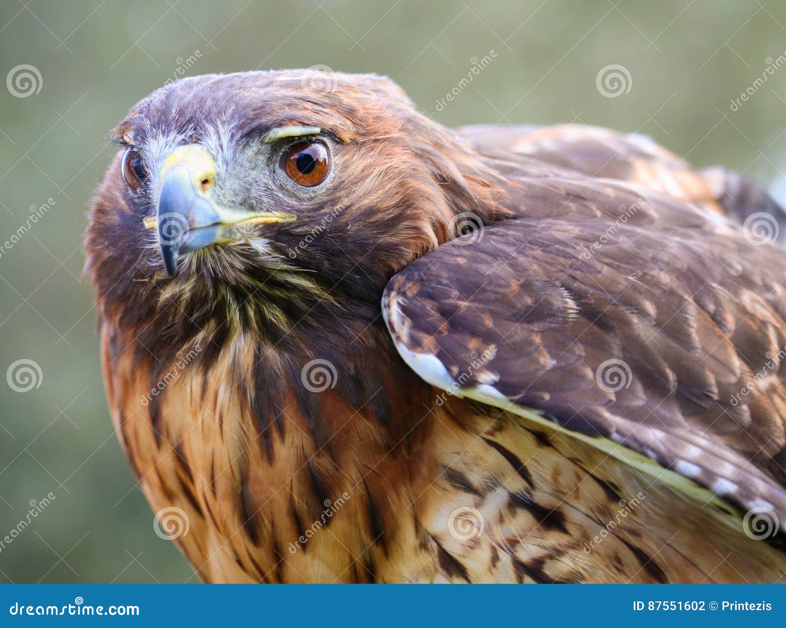 Red Tailed Hawk - Closeup Portrait Stock Photo - Image of birds, flying ...