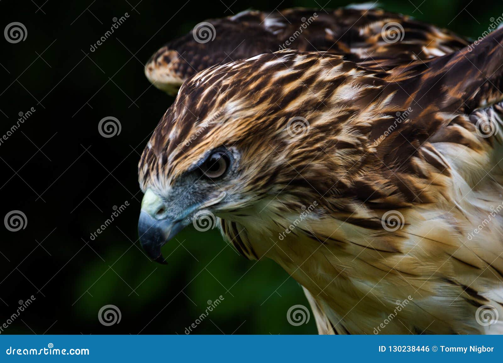 Red Tailed Hawk Coming in for Landing Stock Photo - Image of avian ...
