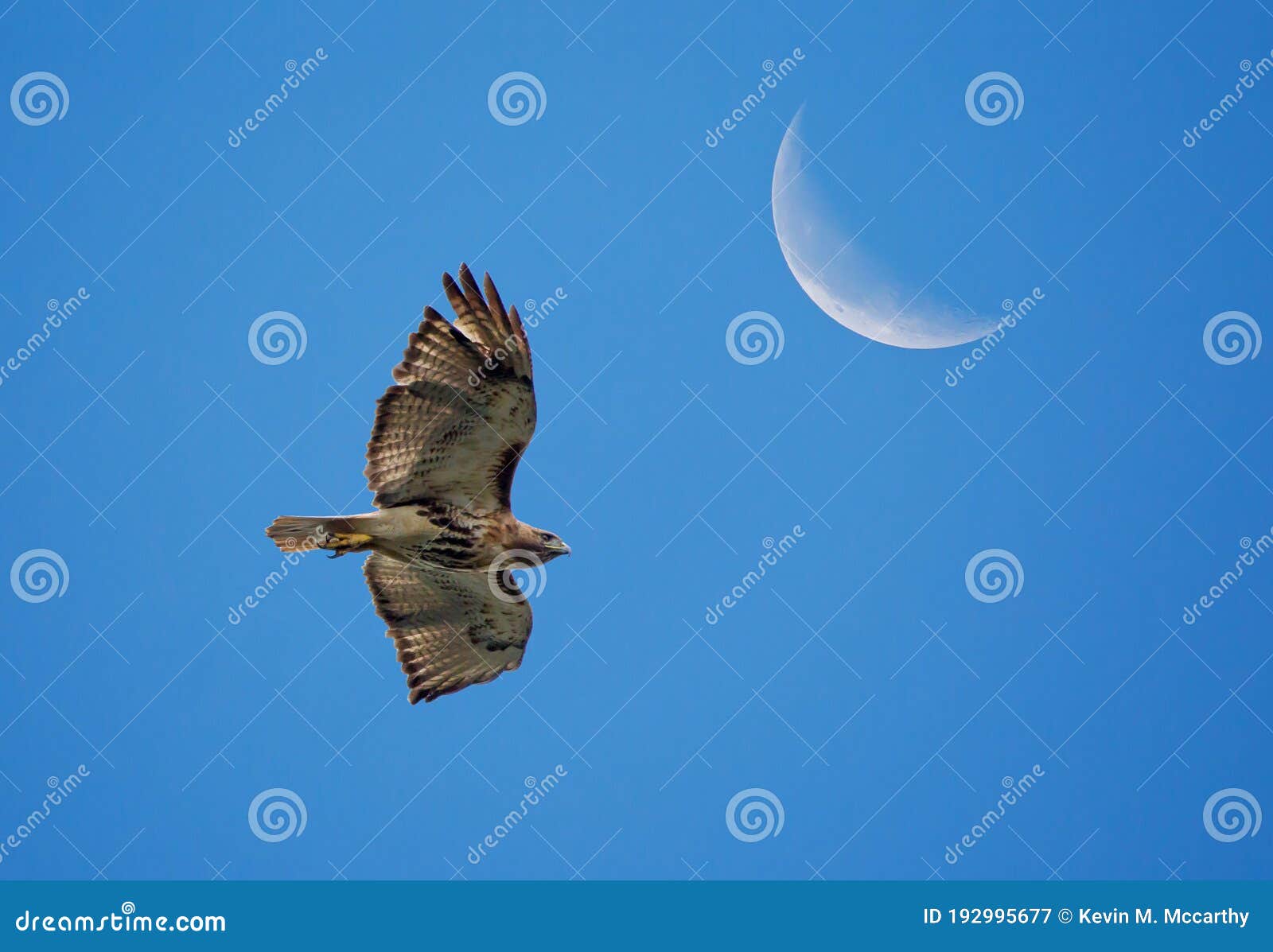 Red-Tailed Hawk and Crescent Moon Stock Image - Image of moonglow ...