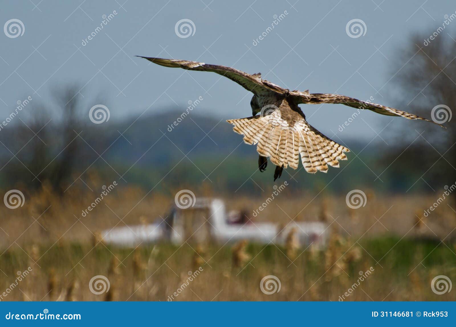 Red-Tailed Hawk Diving on Its Prey Stock Image - Image of hunting ...