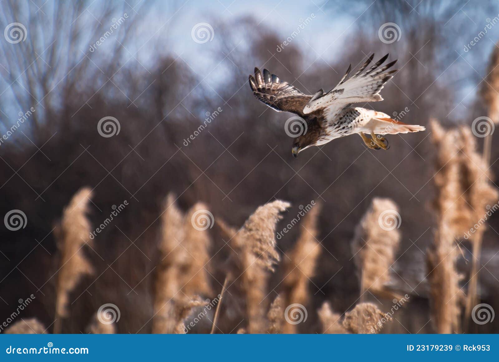 Red-Tailed Hawk Diving on Prey Stock Image - Image of belly, hawk: 23179239