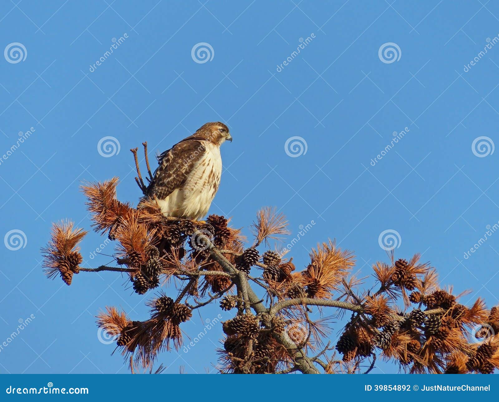 Red-Tailed Hawk in Dried Pine Tree Stock Photo - Image of brown, pine ...