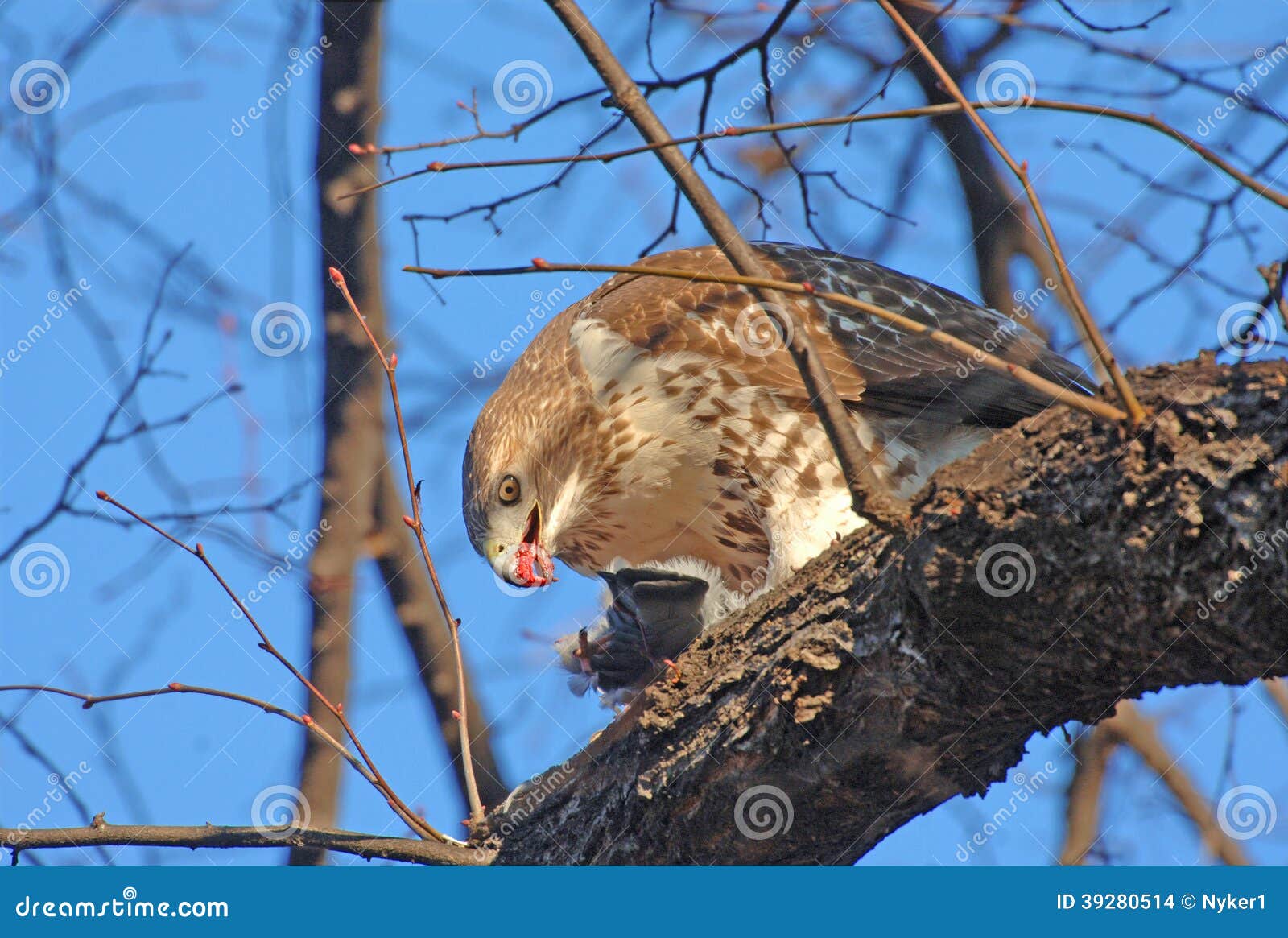 Red-Tailed Hawk Eating Pigeon Stock Photo - Image of bird, tree: 39280514