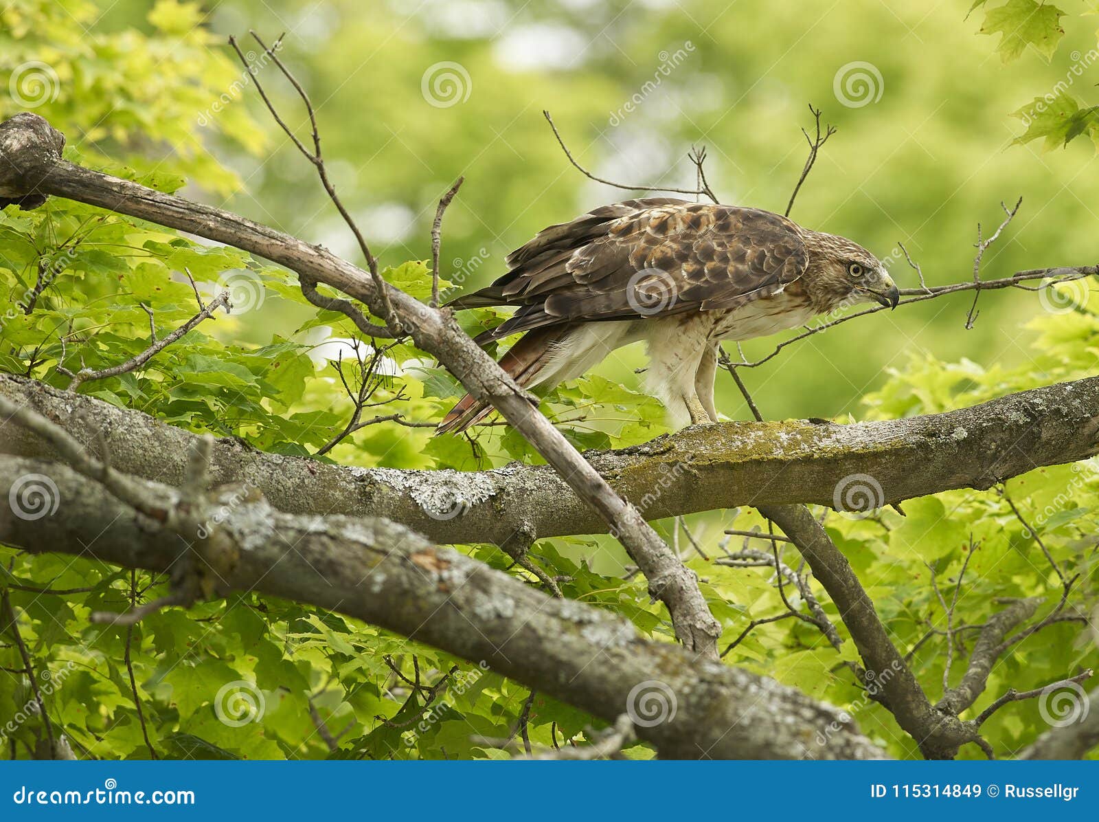 Red-tailed Hawk Roosting in Tree Stock Image - Image of buteo, hawk ...