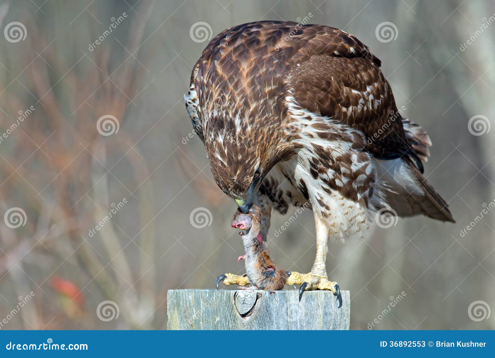Red-Tailed Hawk stock image. Image of hunter, tree, feathers - 36892553