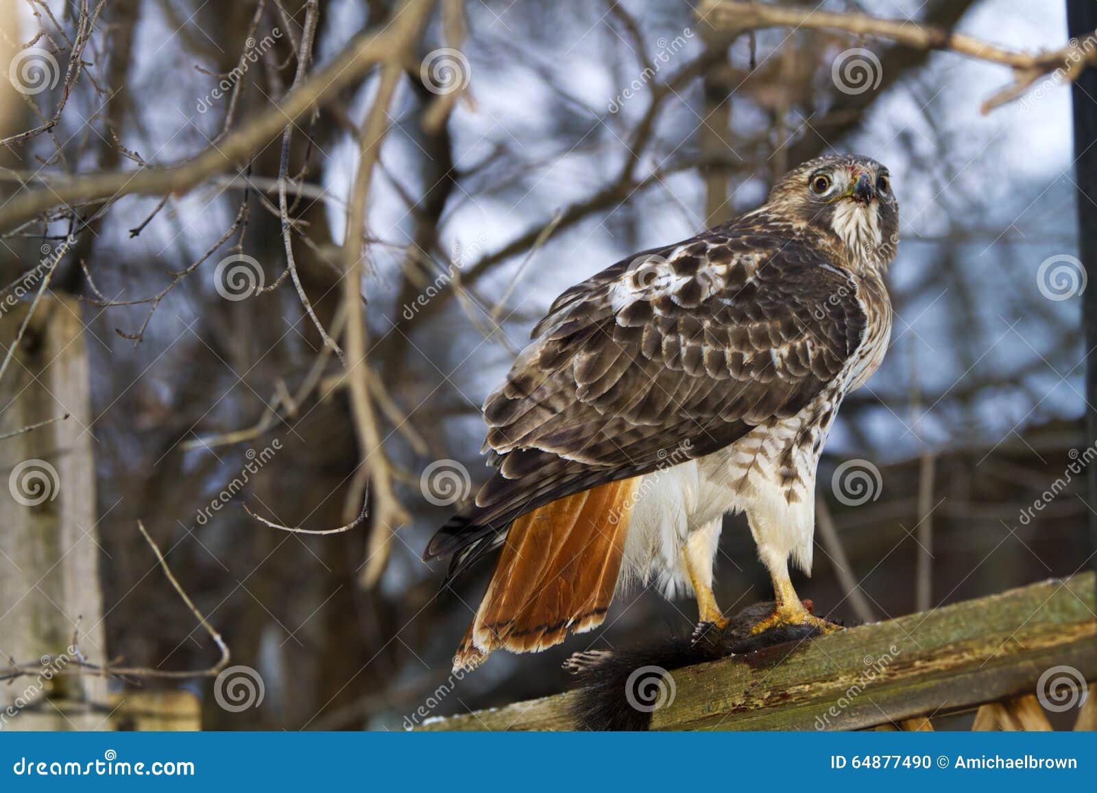 Red-Tailed Hawk Eating a Squirrel Stock Photo - Image of tearing ...