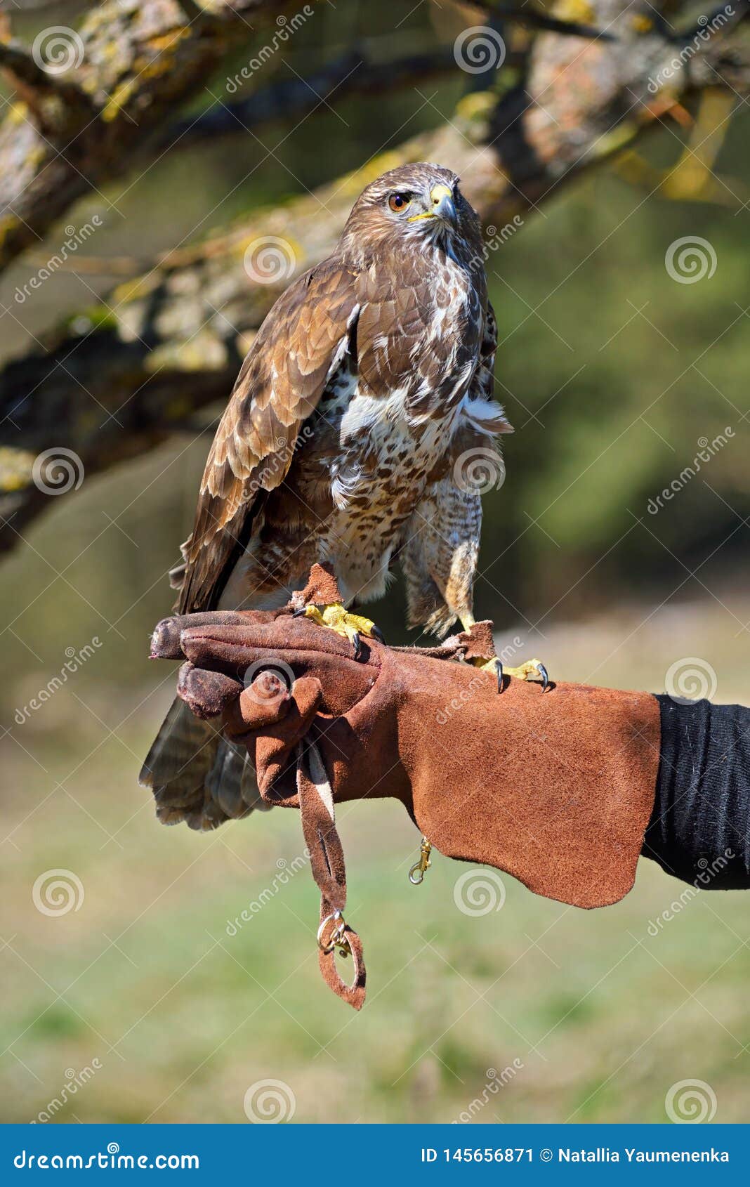 Red tailed hawk stock image. Image of sitting, falconer - 145656871