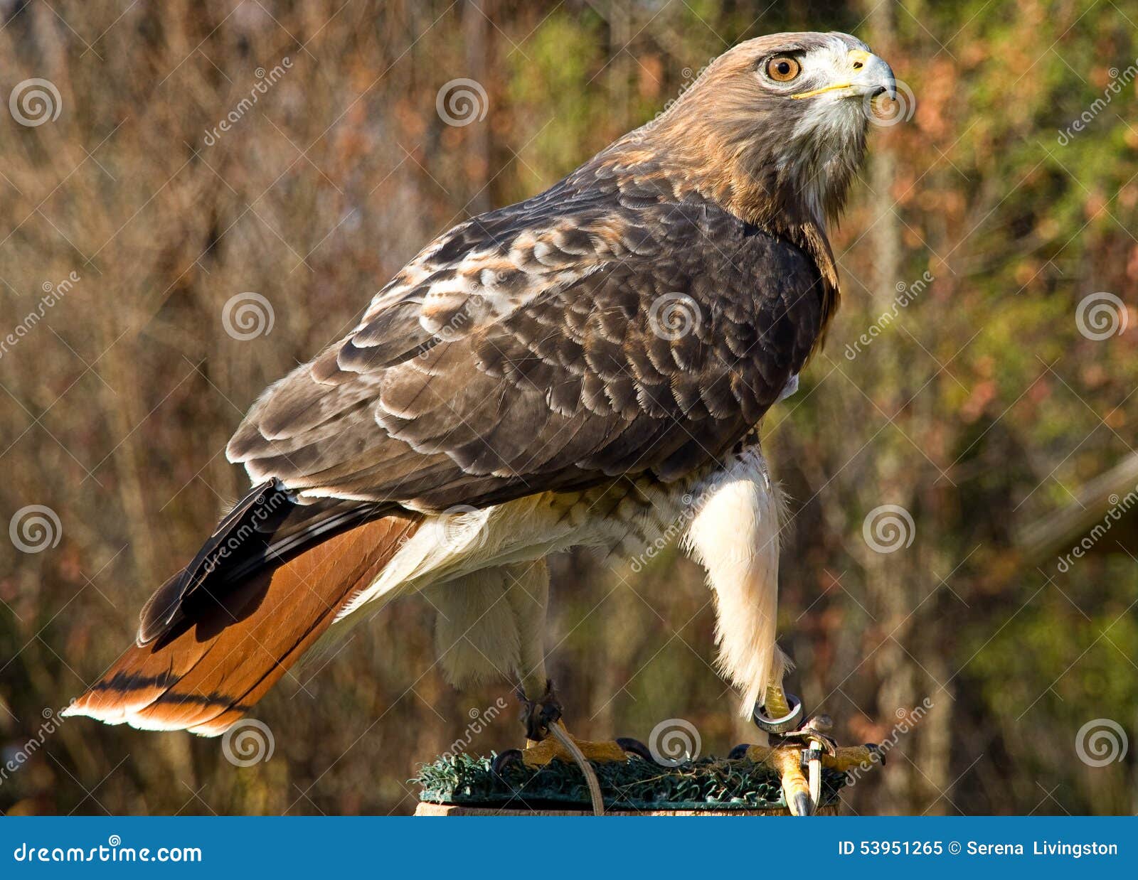 Red Tailed Hawk editorial image. Image of bird, tailed - 53951265