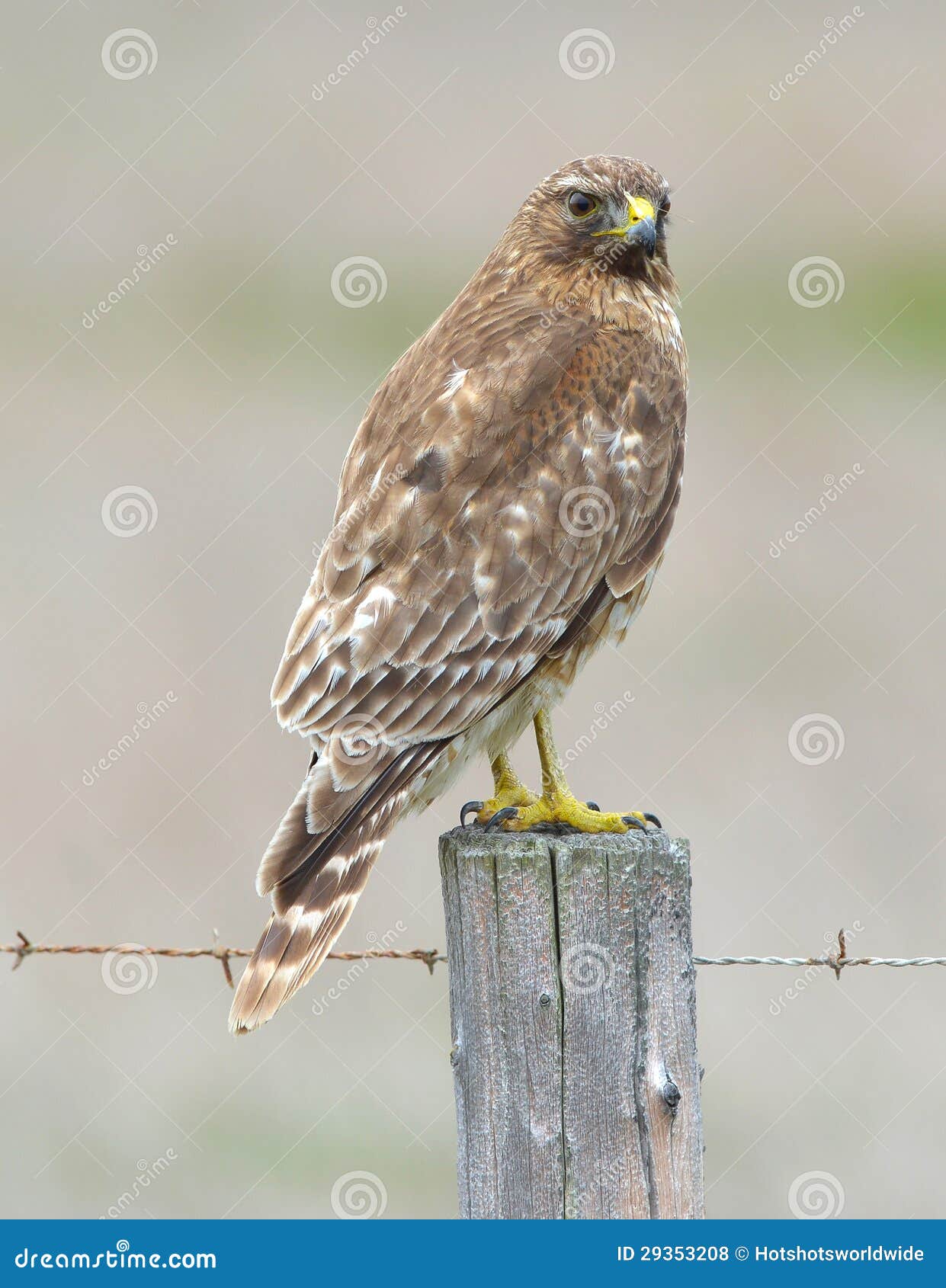 Red Tailed Hawk on Fence Post Looking for Prey, Big Sur, California ...