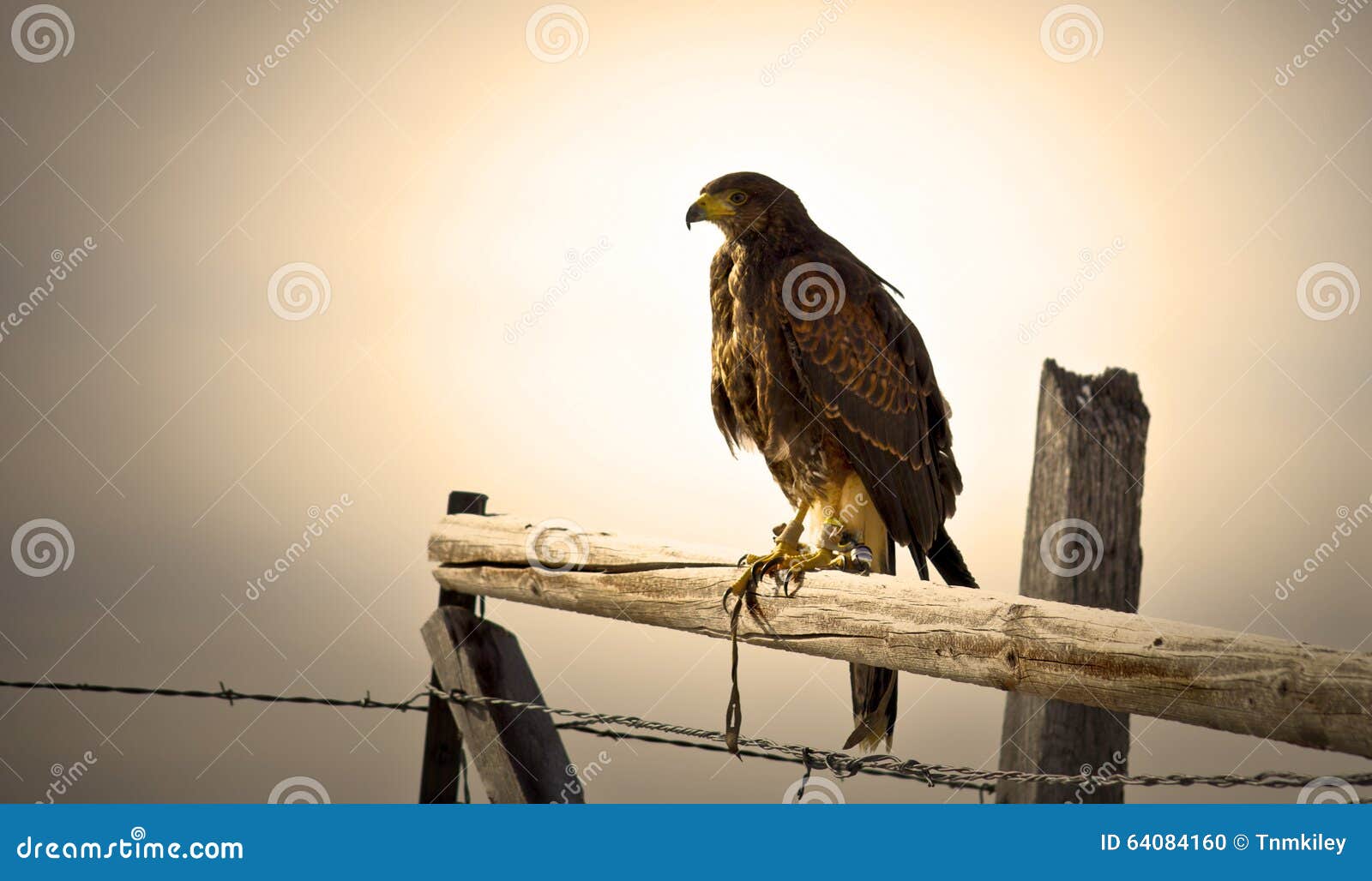 Red Tailed Hawk on Fence Post Stock Photo - Image of feathers, food ...