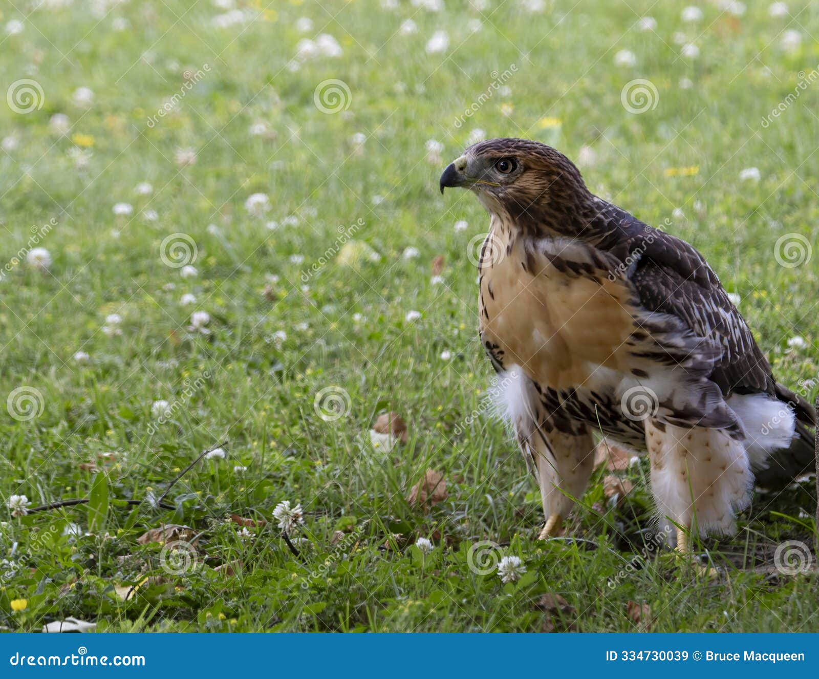 Red Tailed Hawk stock image. Image of fledgling, tailed - 334730039