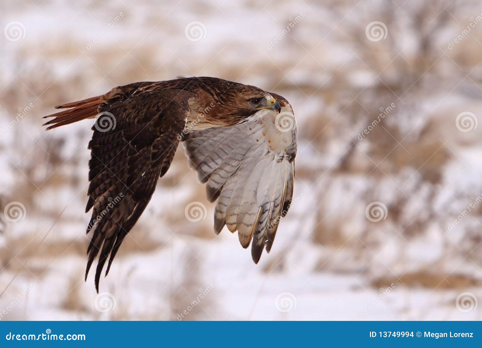 Red-Tailed Hawk in Flight stock photo. Image of closeup - 13749994