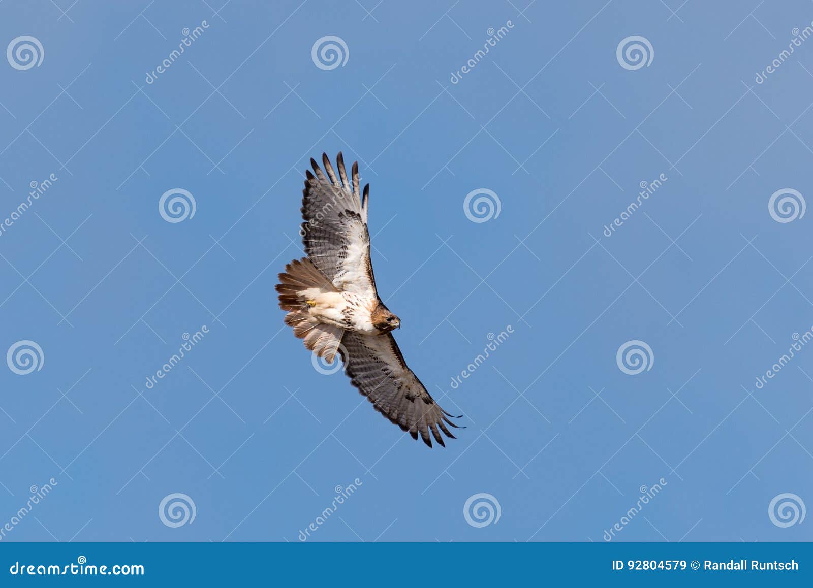 Red-tailed Hawk stock image. Image of span, bird, flight - 92804579