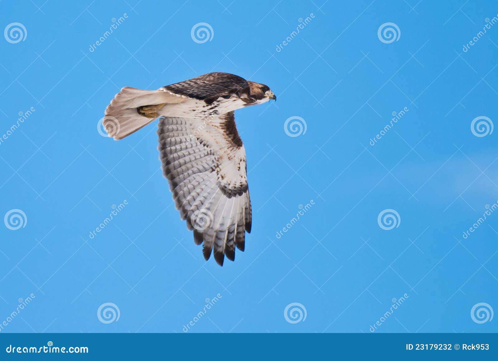 Red-Tailed Hawk in Flight Across Blue Sky Stock Photo - Image of bird ...
