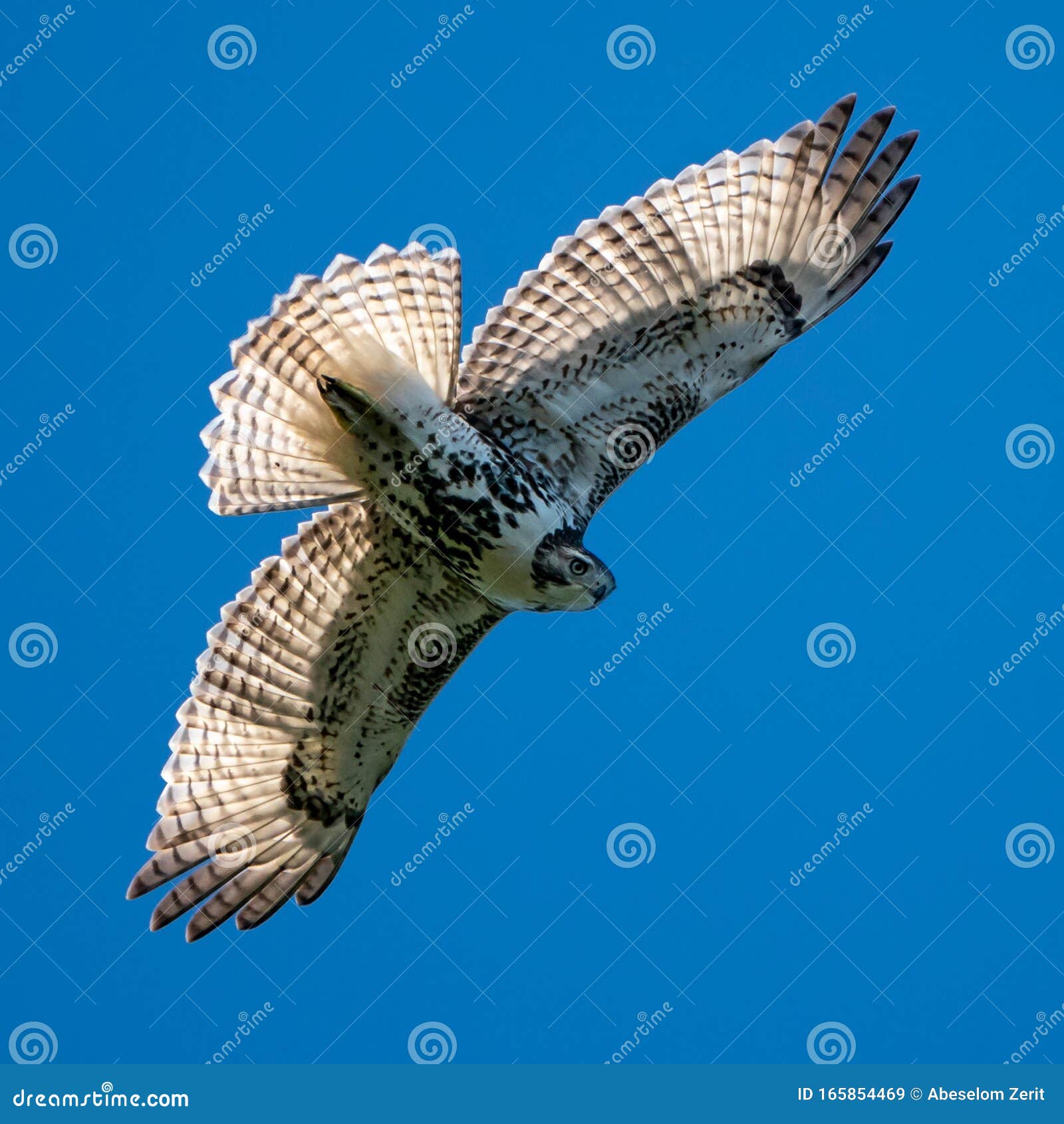 Red-Tailed Hawk in Flight stock image. Image of tailed - 165854469
