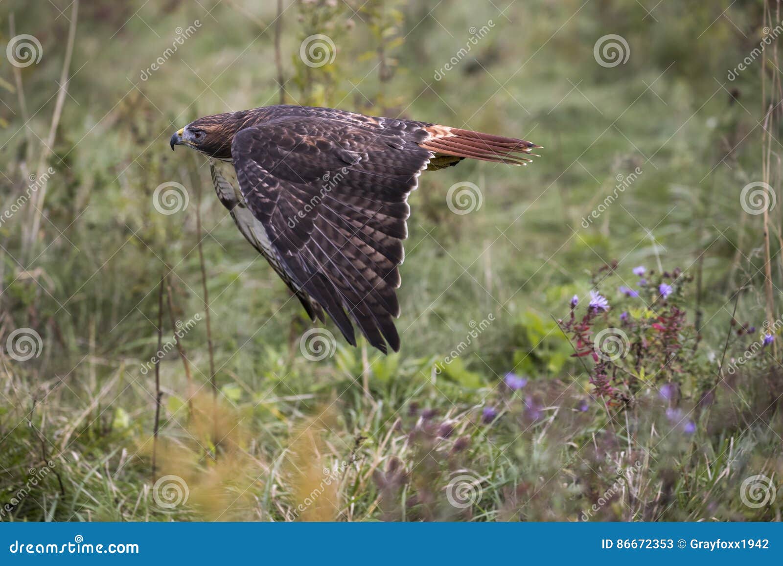 Red Tailed Hawk in flight stock image. Image of hawk - 86672353