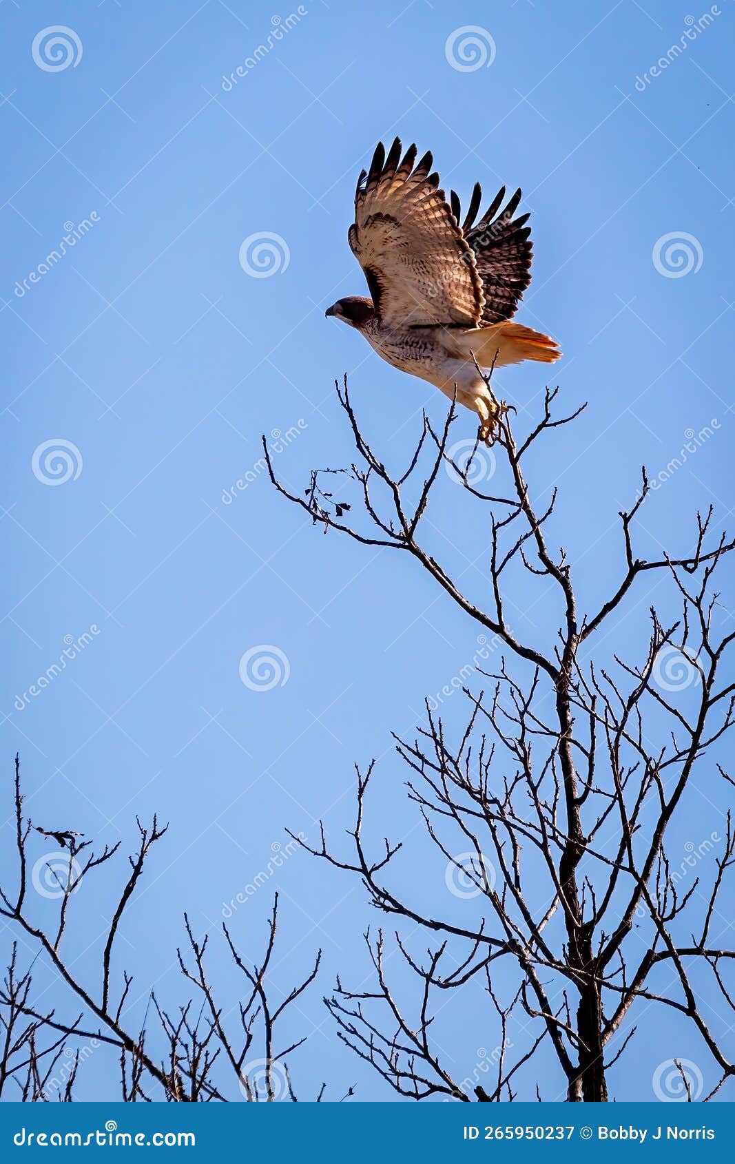Red-tailed Hawk in Flight with Blue Sky Stock Image - Image of hill ...