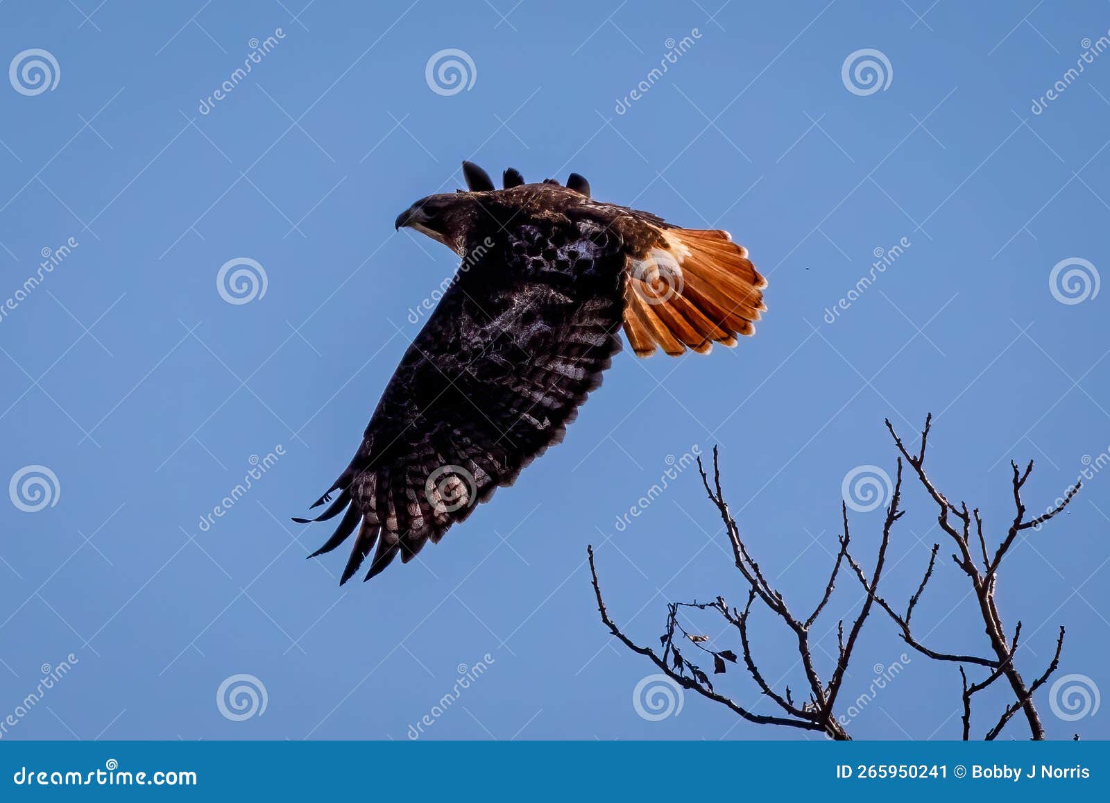 Red-tailed Hawk in Flight with Blue Sky Stock Image - Image of feathers ...