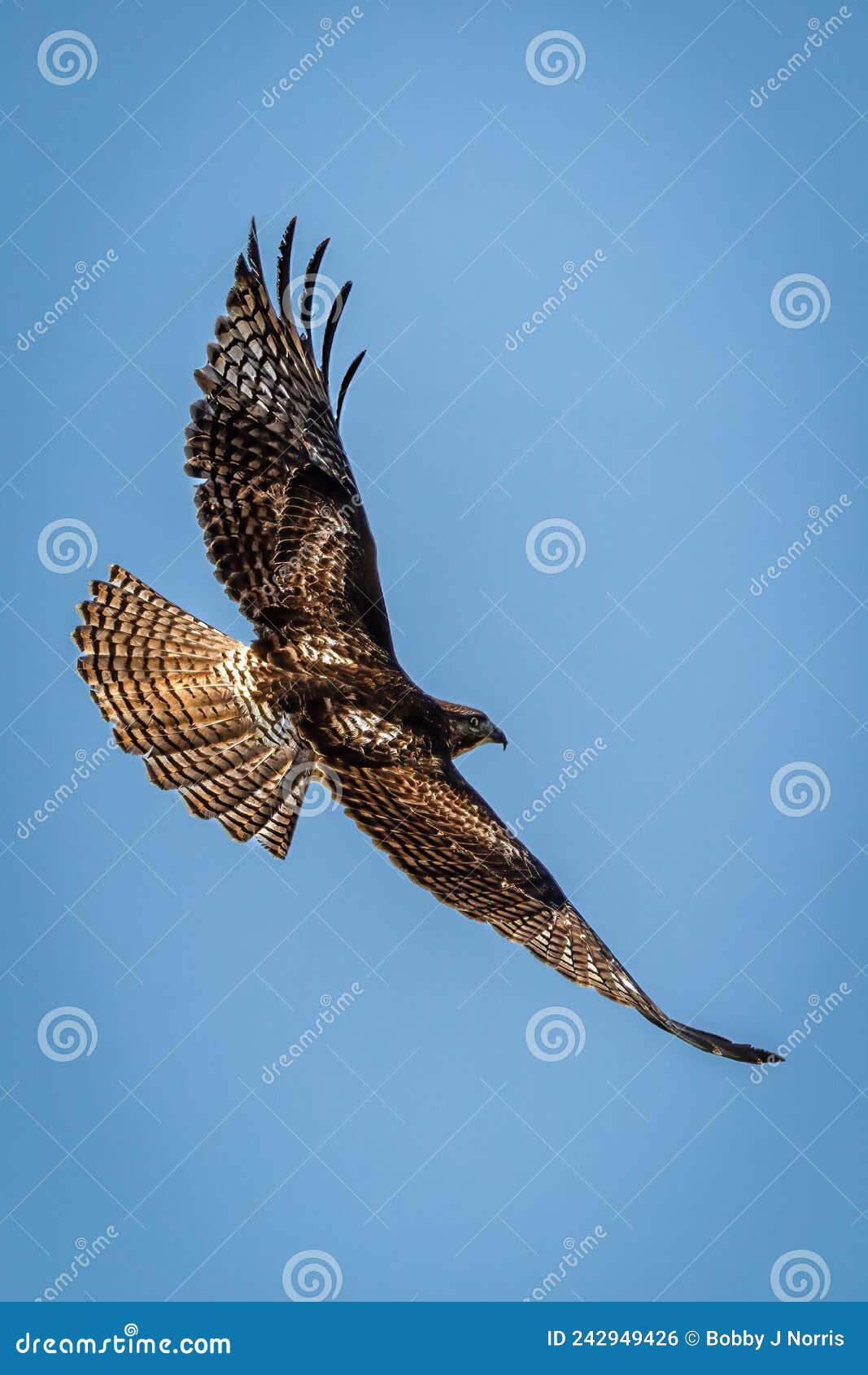 Red-tailed Hawk in Flight with Blue Sky Stock Photo - Image of beak ...