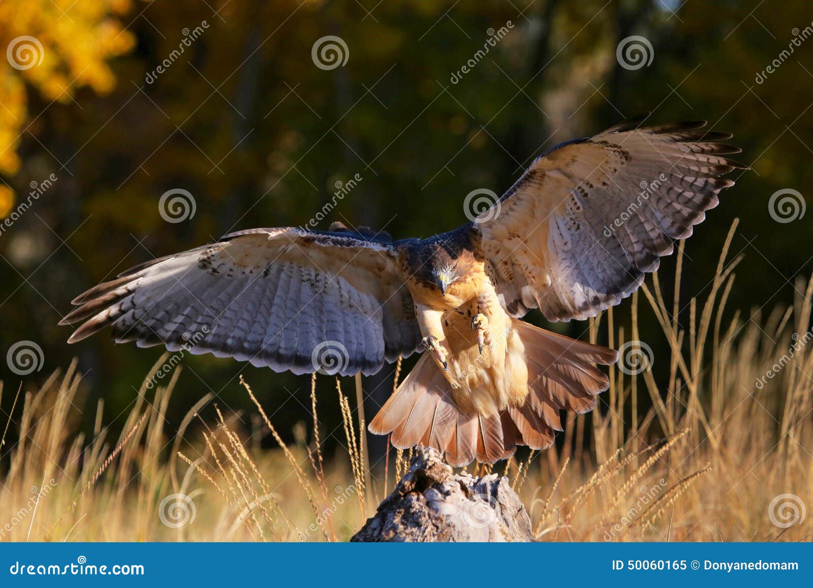 Red-tailed hawk in flight stock image. Image of profile - 50060165