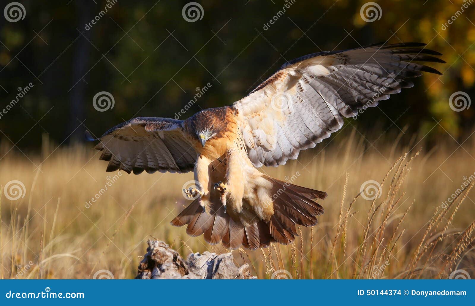 Red-tailed hawk in flight stock photo. Image of raptor - 50144374