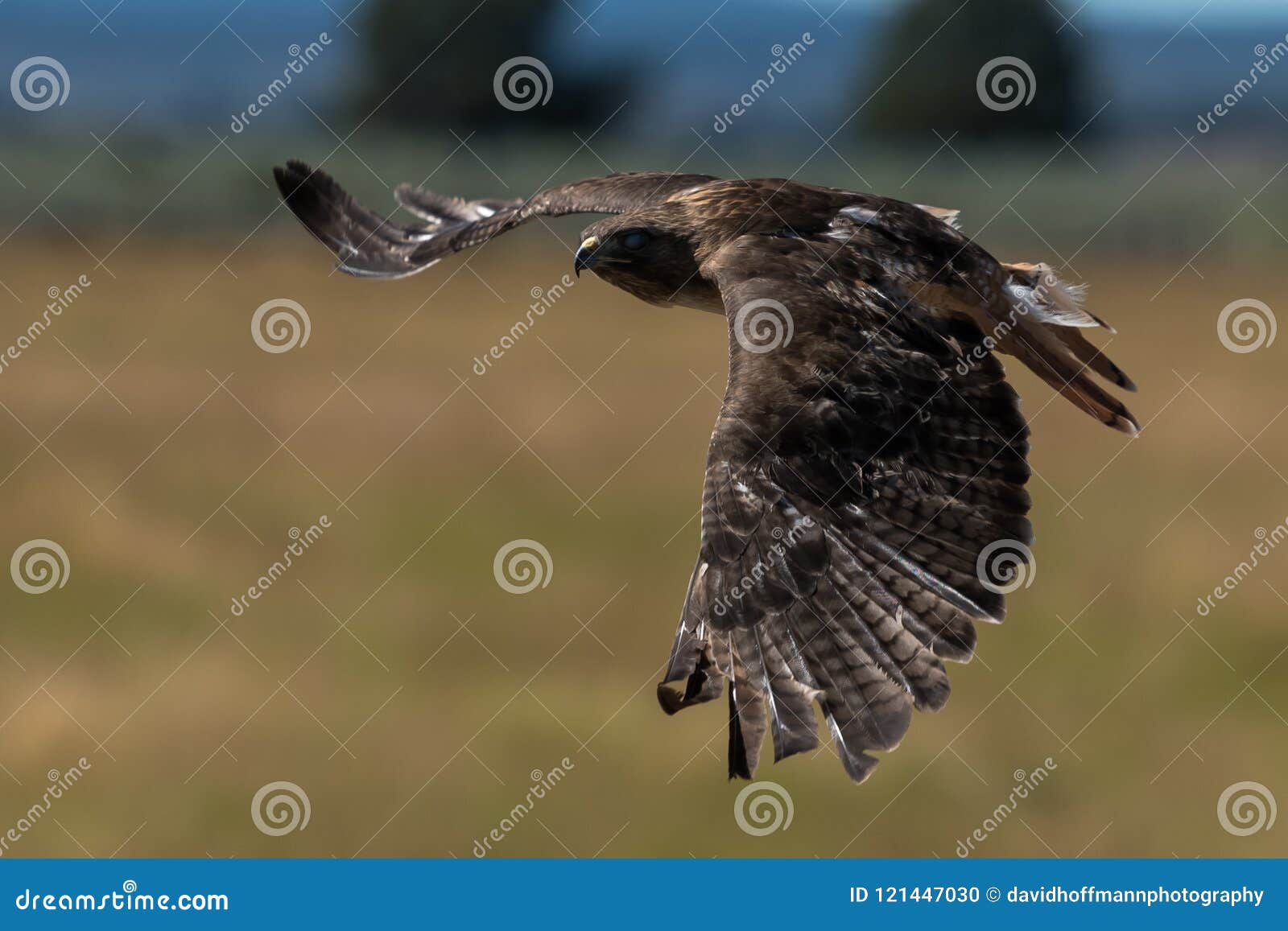 Red-tailed hawk in flight. stock photo. Image of feathers - 121447030