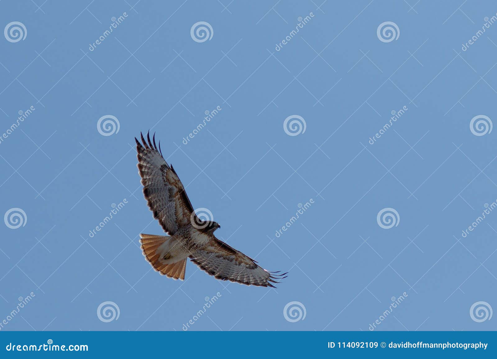 Red-tailed hawk in flight stock image. Image of bird - 114092109