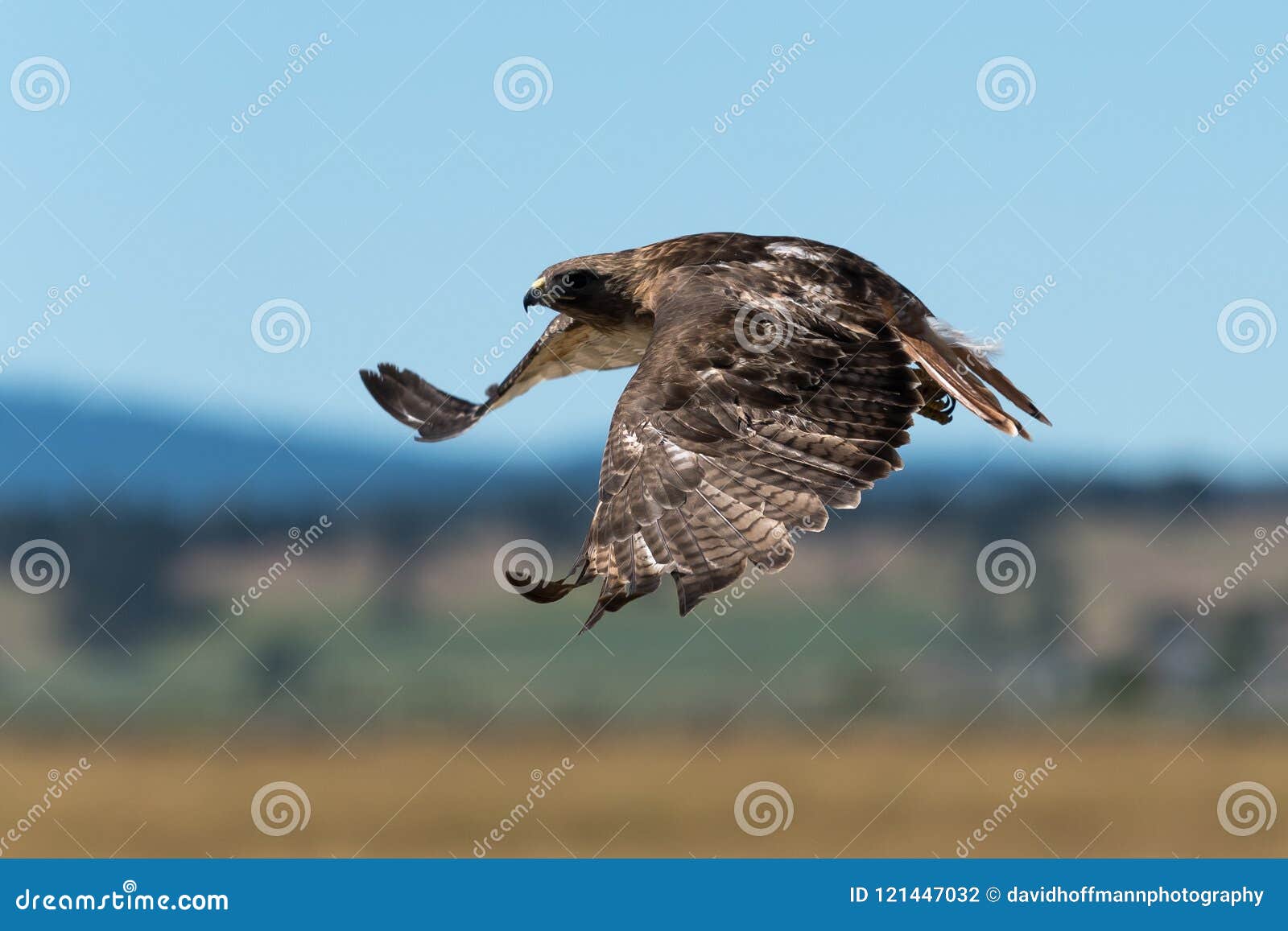 Red-tailed hawk in flight. stock photo. Image of flying - 121447032
