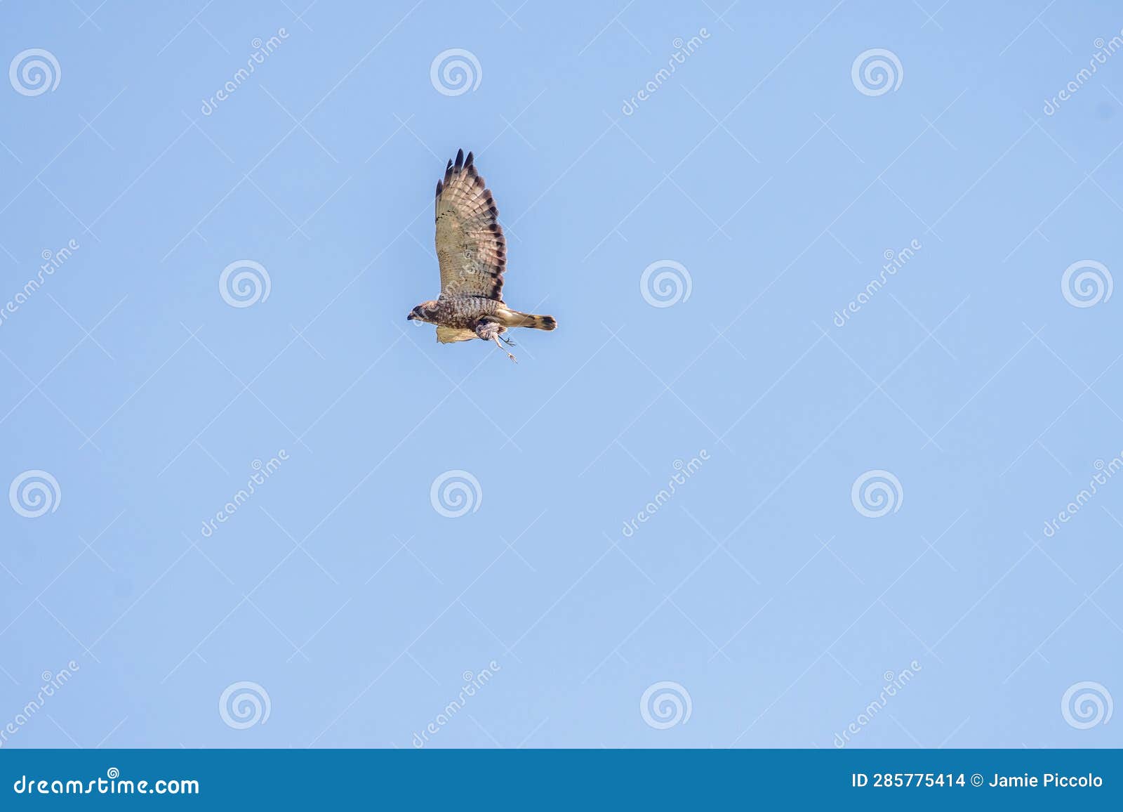 Red Tailed Hawk in Flight in Summer Stock Photo - Image of hawk, tailed ...