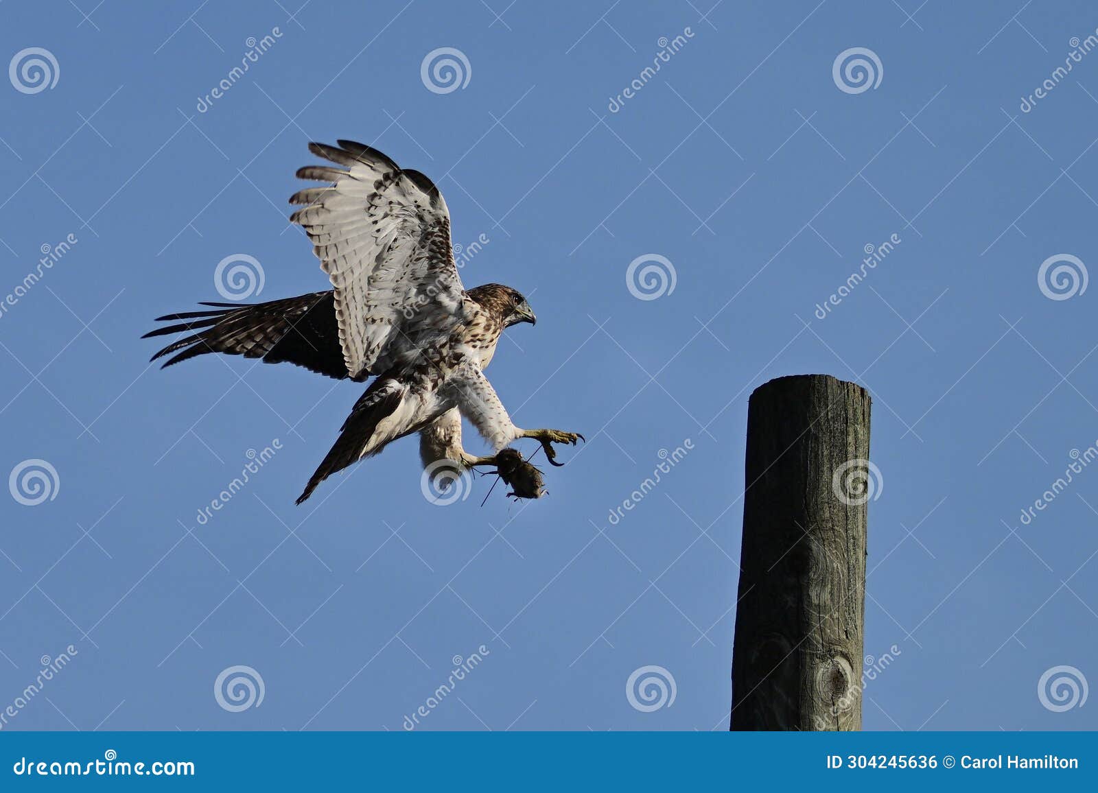 Red-tailed Hawk in Flight with Wings Spread Carrying a Mouse in Its ...