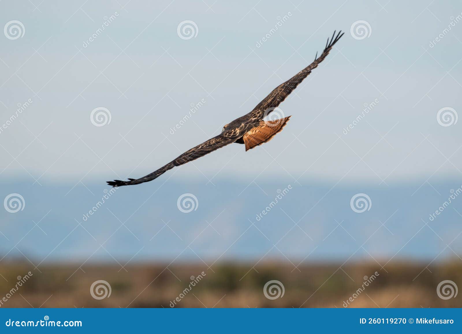 Red tailed Hawk flying stock photo. Image of animal - 260119270