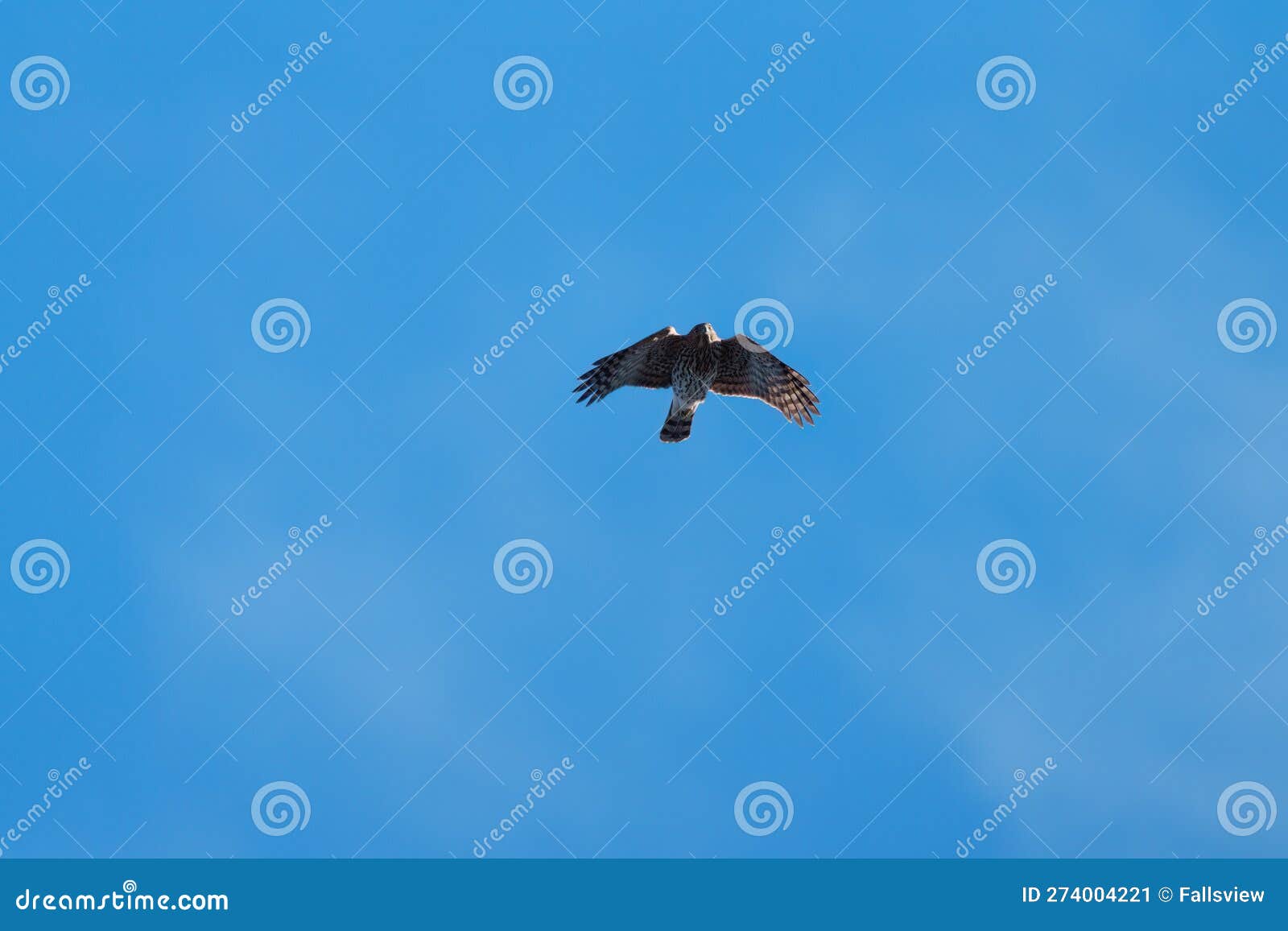 Red tailed hawk flying stock image. Image of redtailed - 274004221