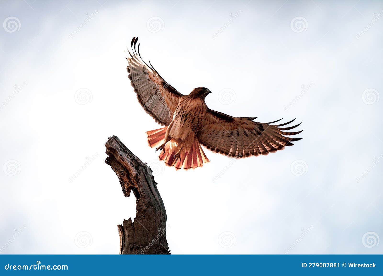 Red-tailed Hawk Flying from a Bare Tree Branch, with a Cloudy Sky in ...