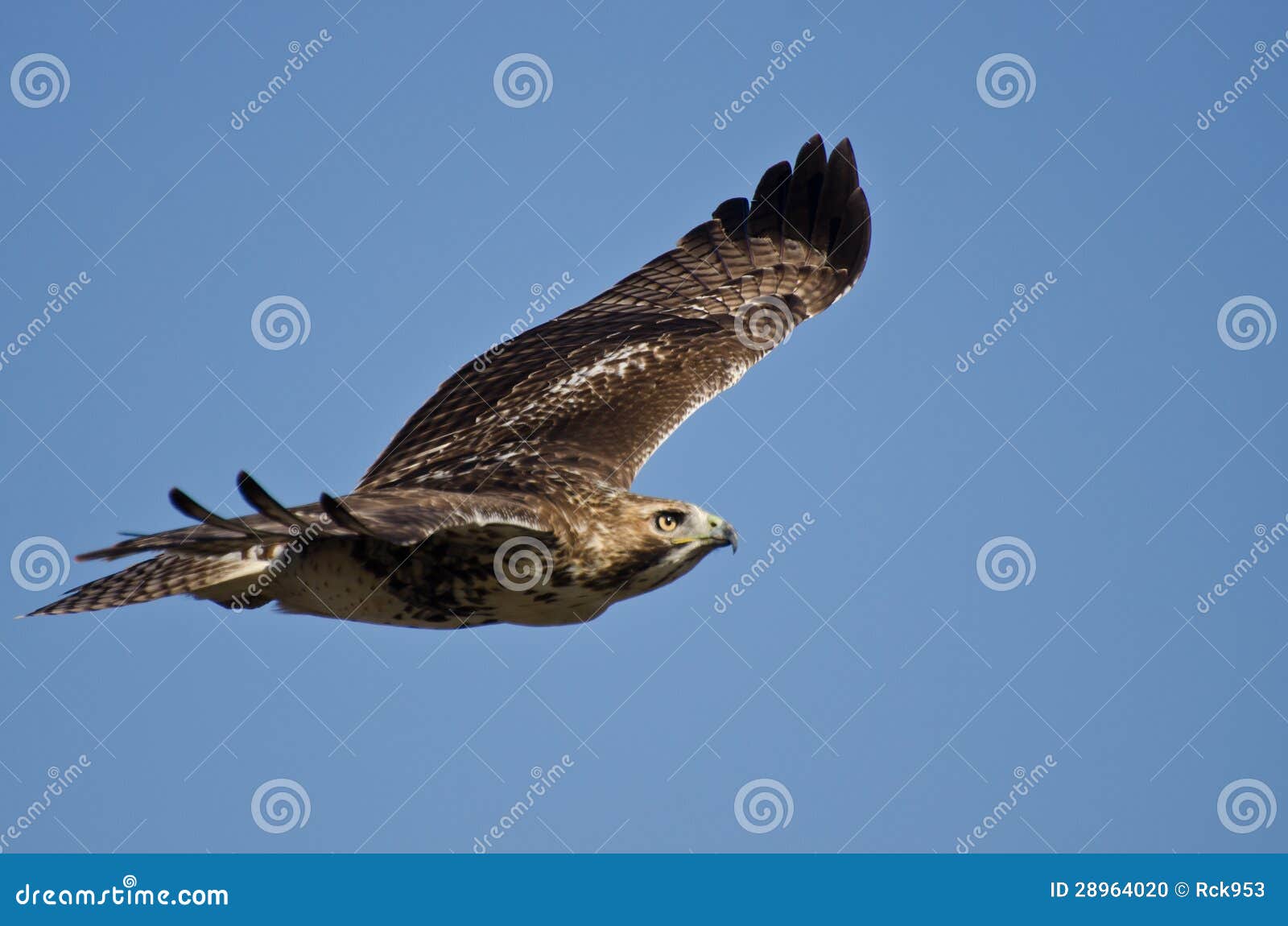 Red-Tailed Hawk Flying in Blue Sky Stock Photo - Image of redtailed ...