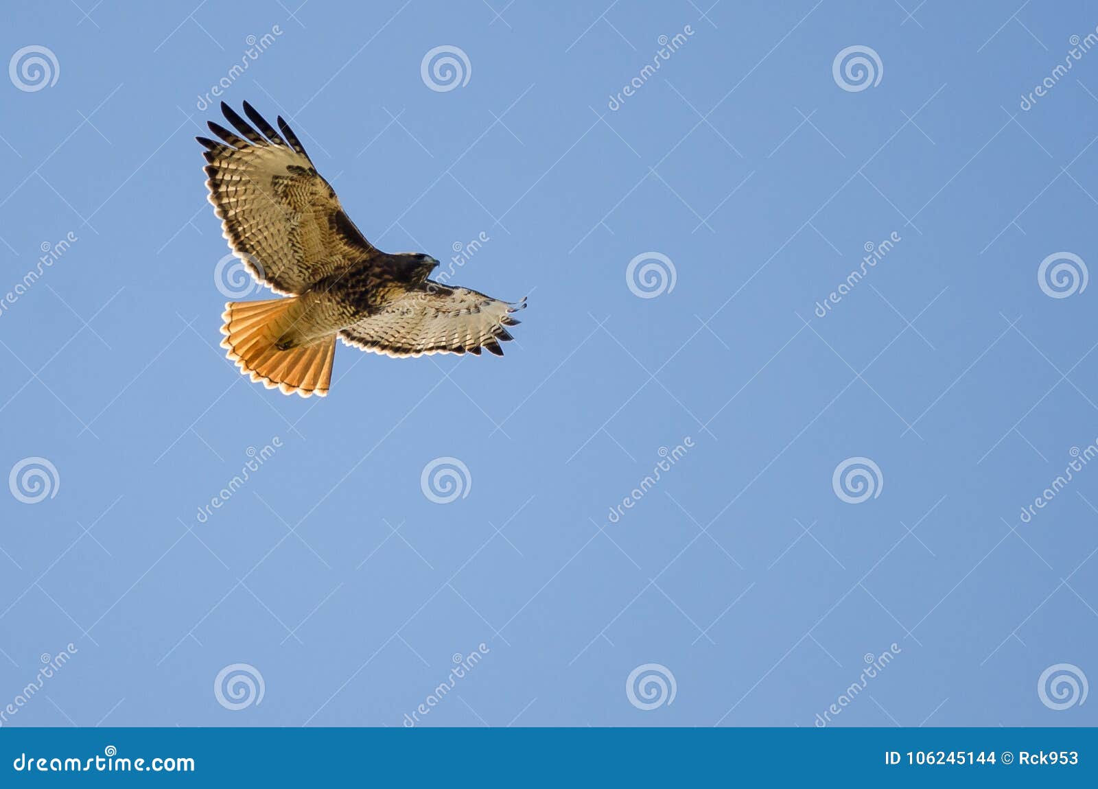 Red Tailed Hawk Flying in a Blue Sky Stock Photo - Image of hawk ...