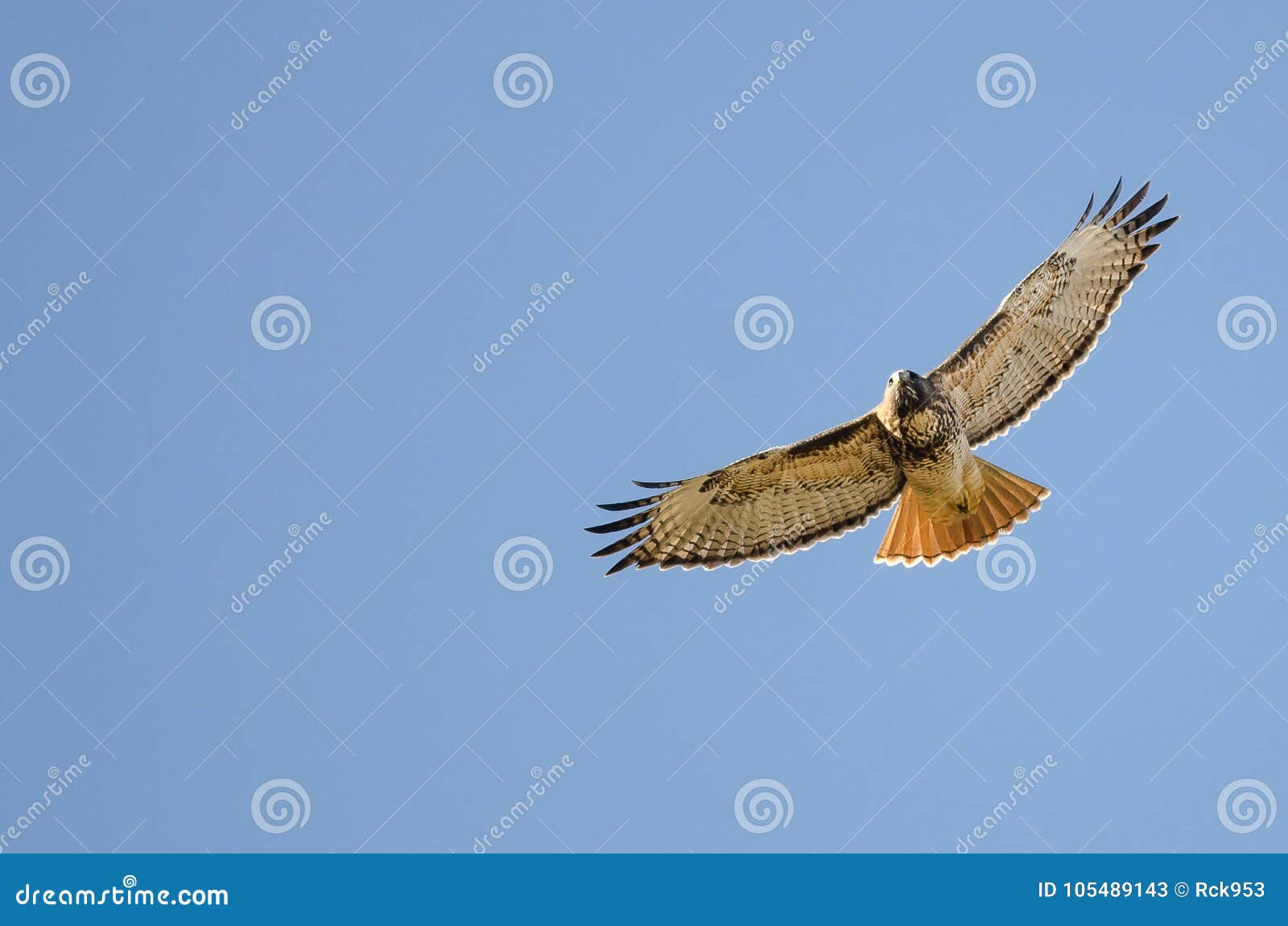 Red Tailed Hawk Flying in a Blue Sky Stock Image - Image of wild ...