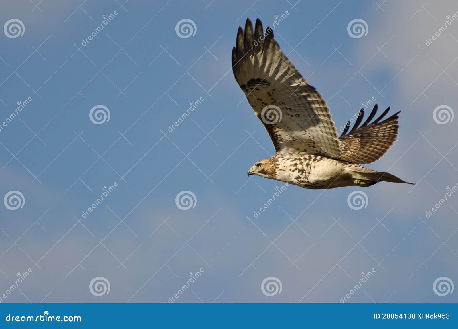 Red-Tailed Hawk Flying in a Cloudy Sky Stock Photo - Image of tailed ...