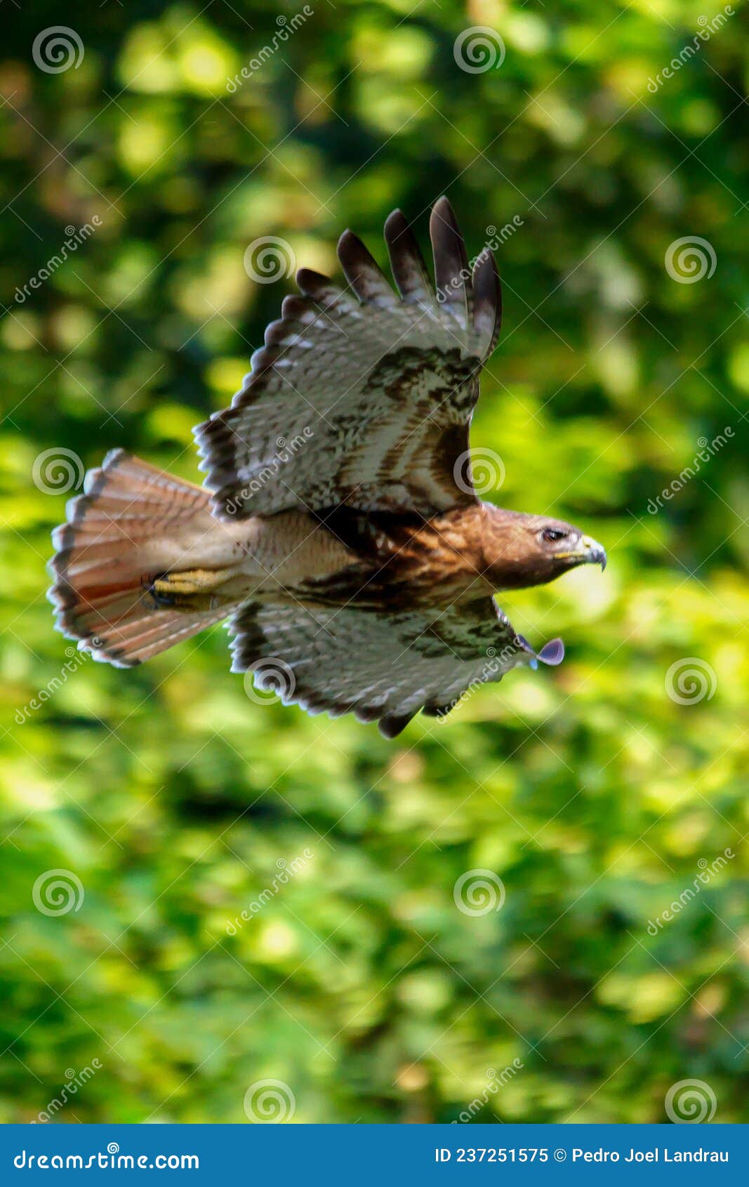 Red Tailed Hawk Flying with Extended Wings Stock Image - Image of rico ...