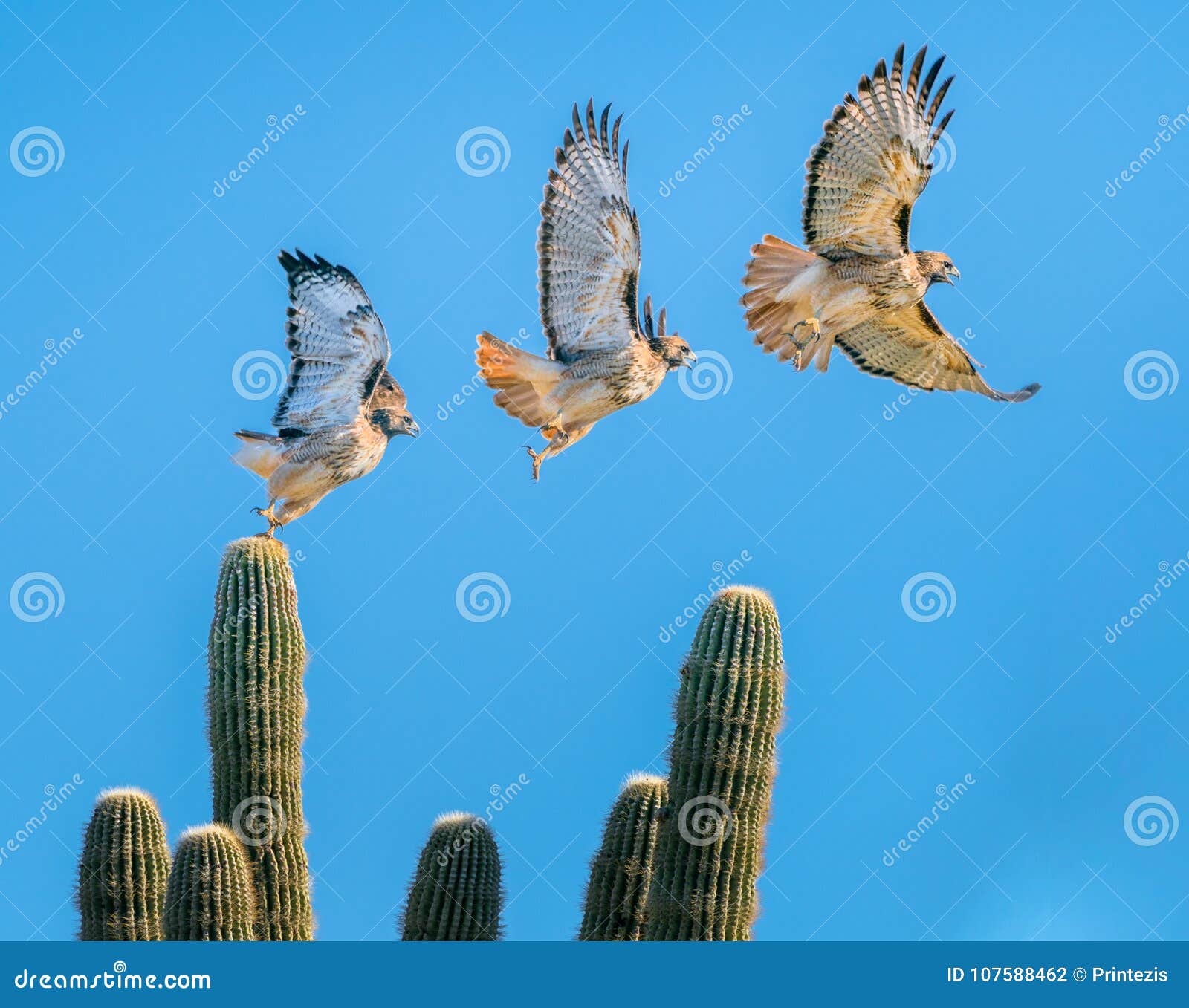 Red Tailed Hawk Flying Off a Saguaro Cactus Stock Photo - Image of hawk ...