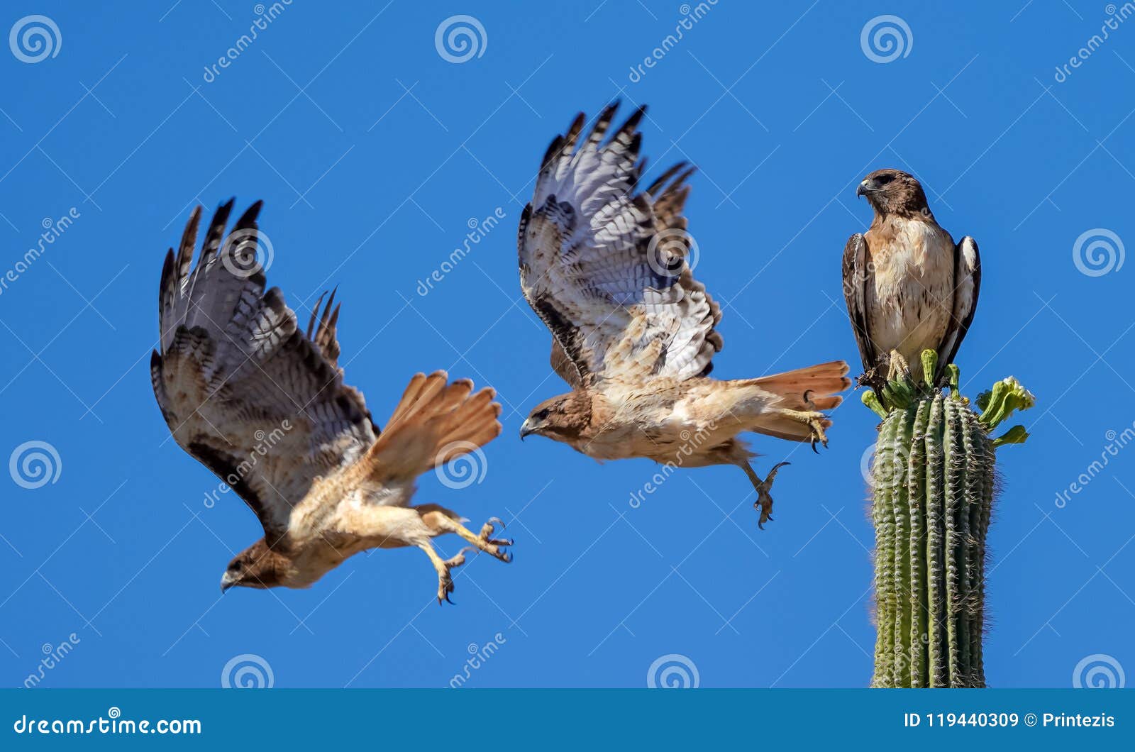 Red Tailed Hawk Flying Off a Saguaro Cactus Stock Image - Image of ...