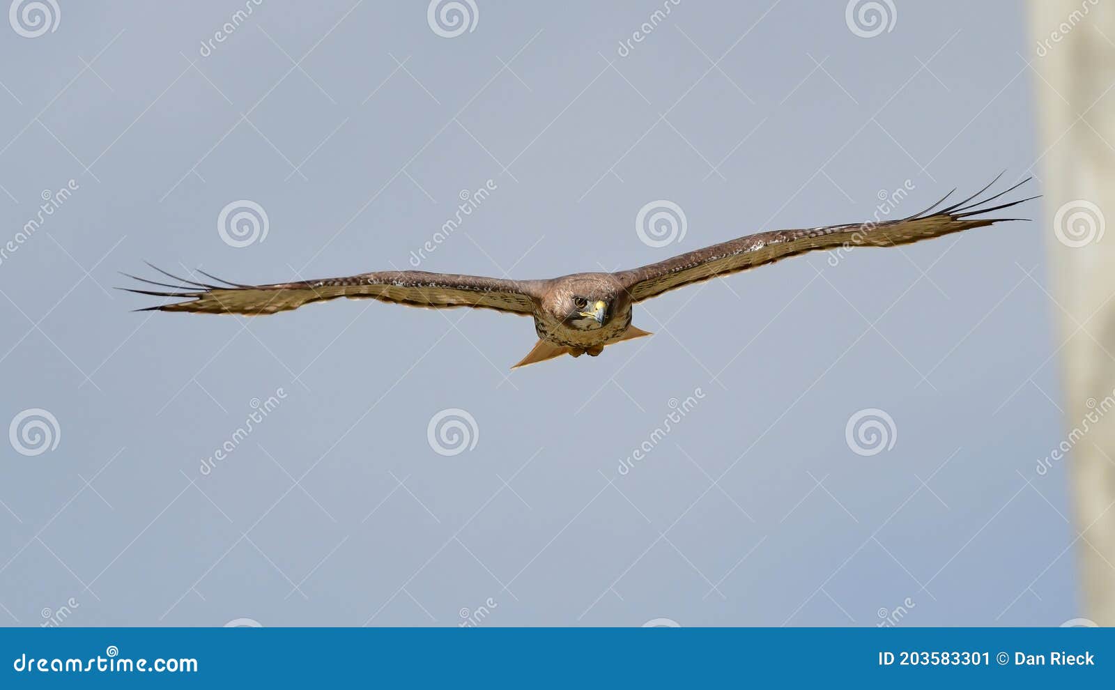 Red Tailed Hawk Flying Towards Camera Stock Image - Image of eagle ...