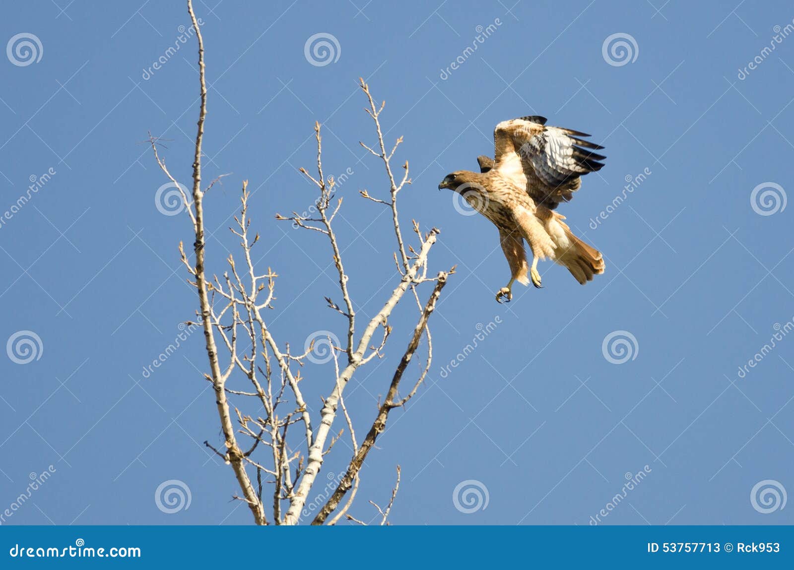 Red-Tailed Hawk Flying among the Trees Stock Image - Image of wild ...