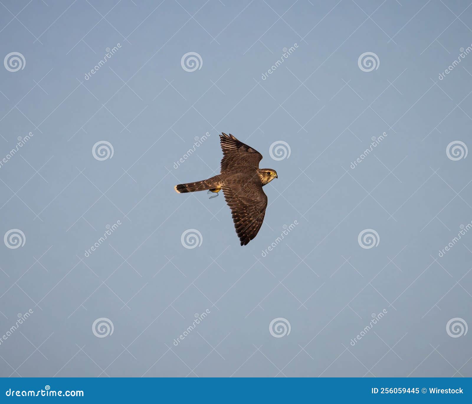 Red-tailed Hawk Flying Up in the Sky Stock Image - Image of flight ...