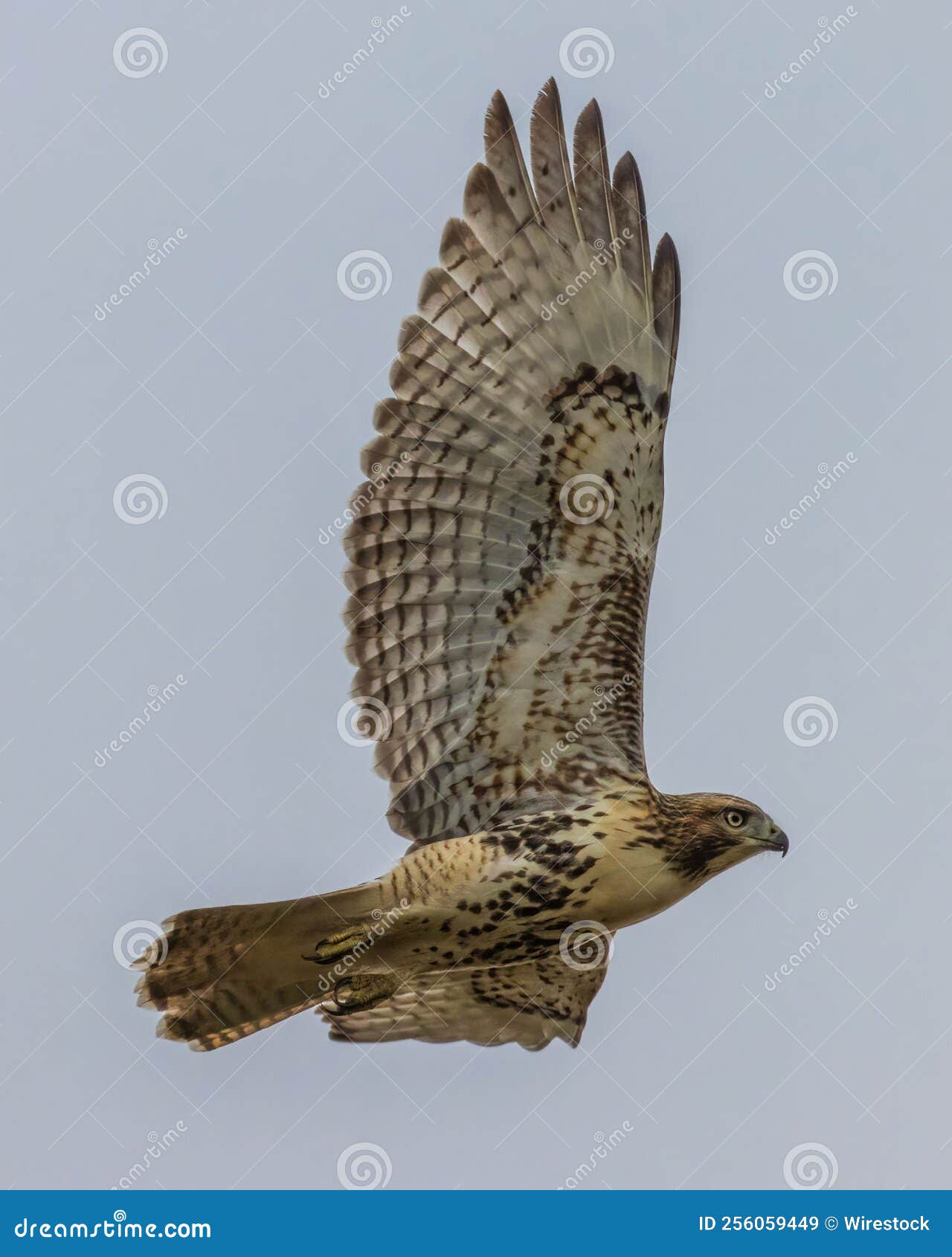 Red-tailed Hawk Flying Up in the Sky Stock Image - Image of prey, bird ...