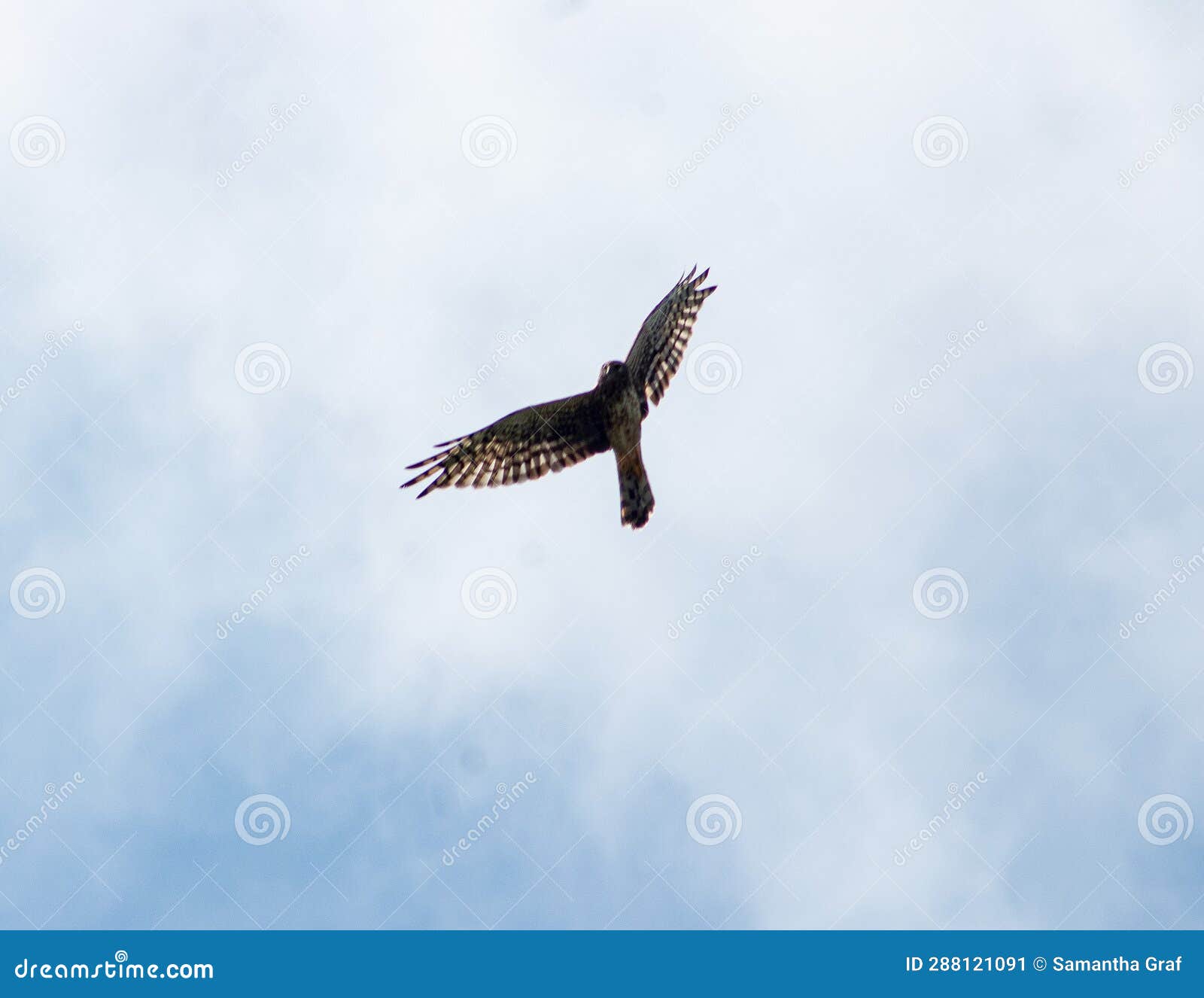 Red-Tailed Hawk stock image. Image of falcon, branch - 288121091