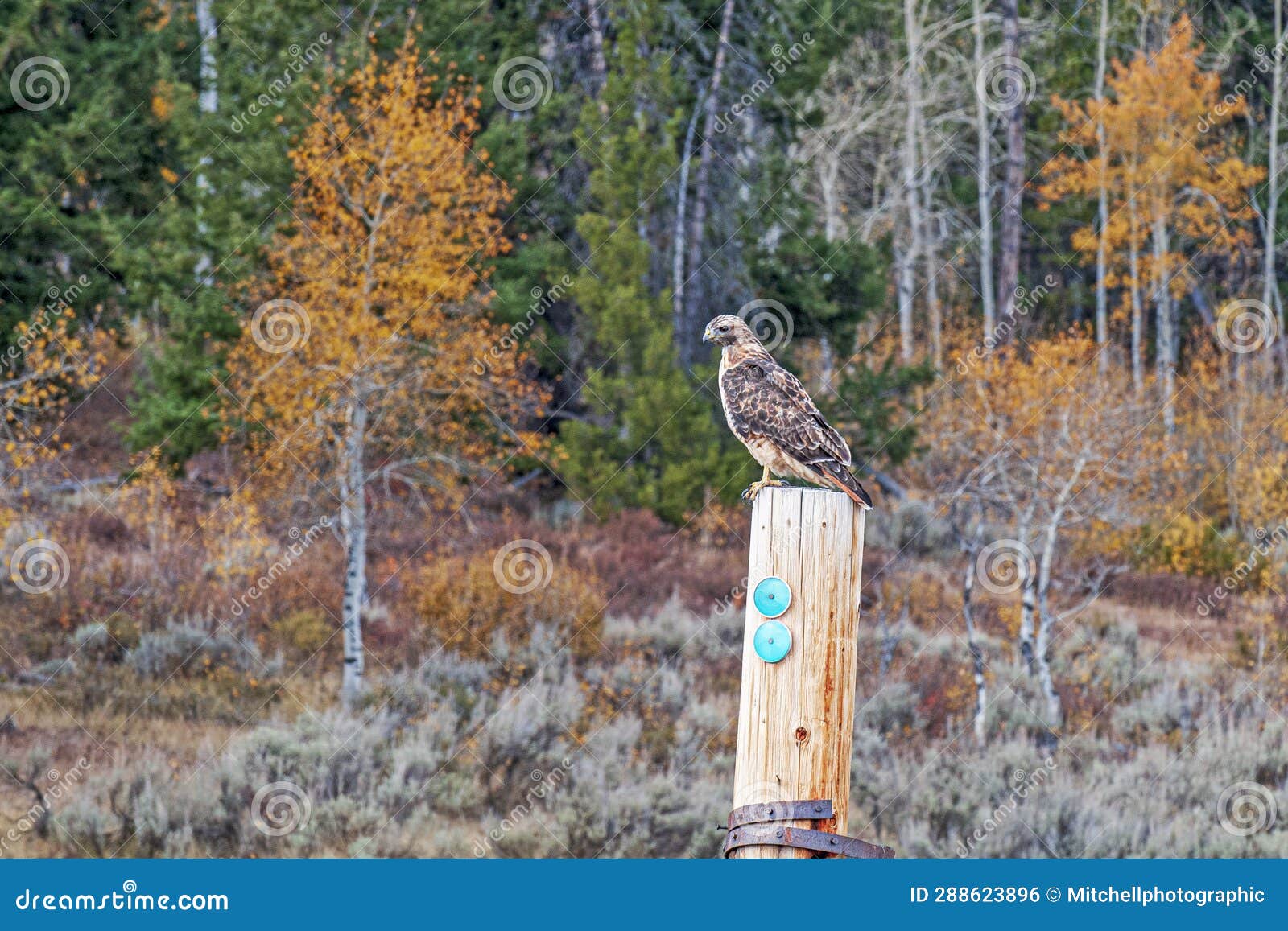 Red Tailed Hawk on Gate Post Stock Photo - Image of beautiful, post ...